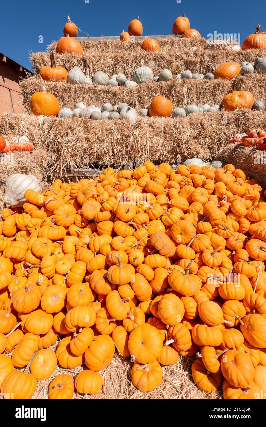 Pumpkins for sale before Halloween at a farm on the California coast ...