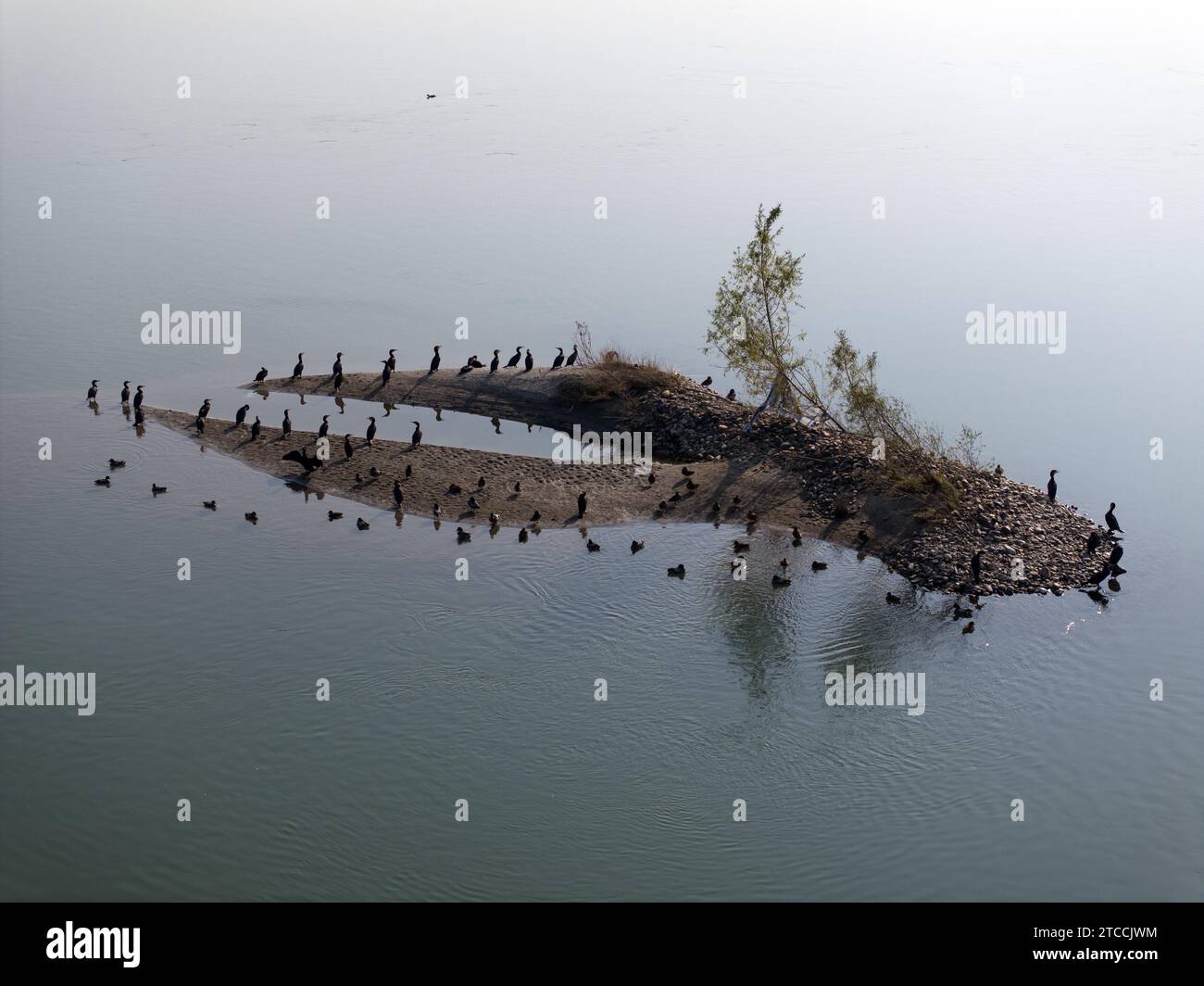 Aerial photo shows migratory birds gathering at the wetland by the Han ...