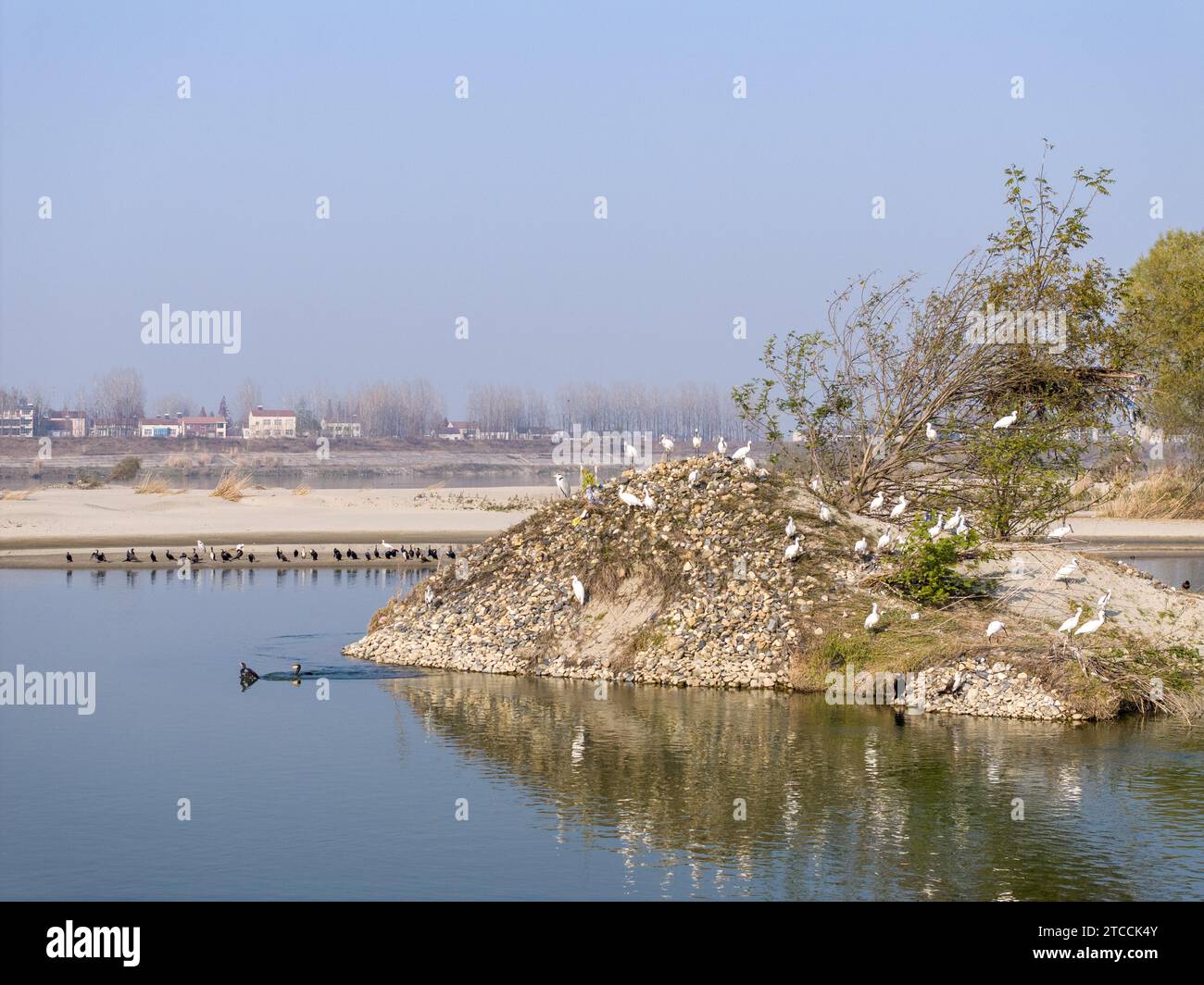 Aerial photo shows migratory birds gathering at the wetland by the Han ...