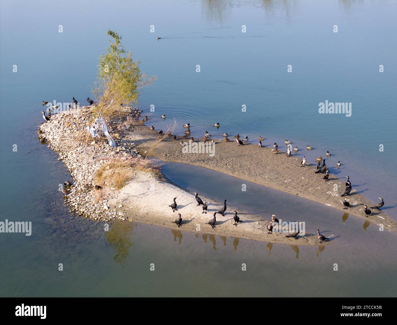 Aerial photo shows migratory birds gathering at the wetland by the Han ...