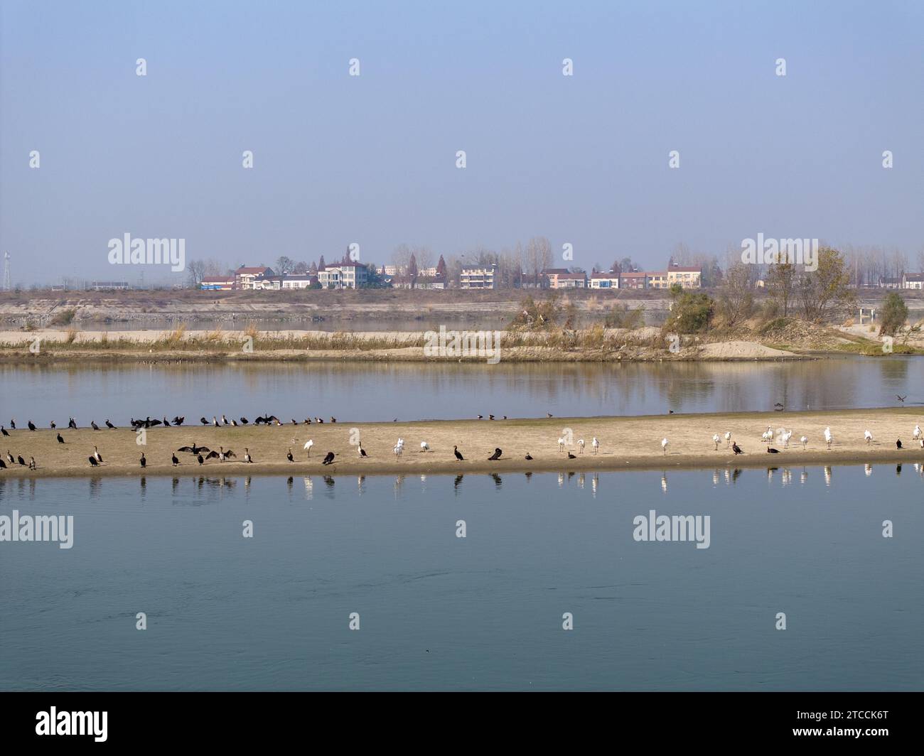 Aerial photo shows migratory birds gathering at the wetland by the Han ...