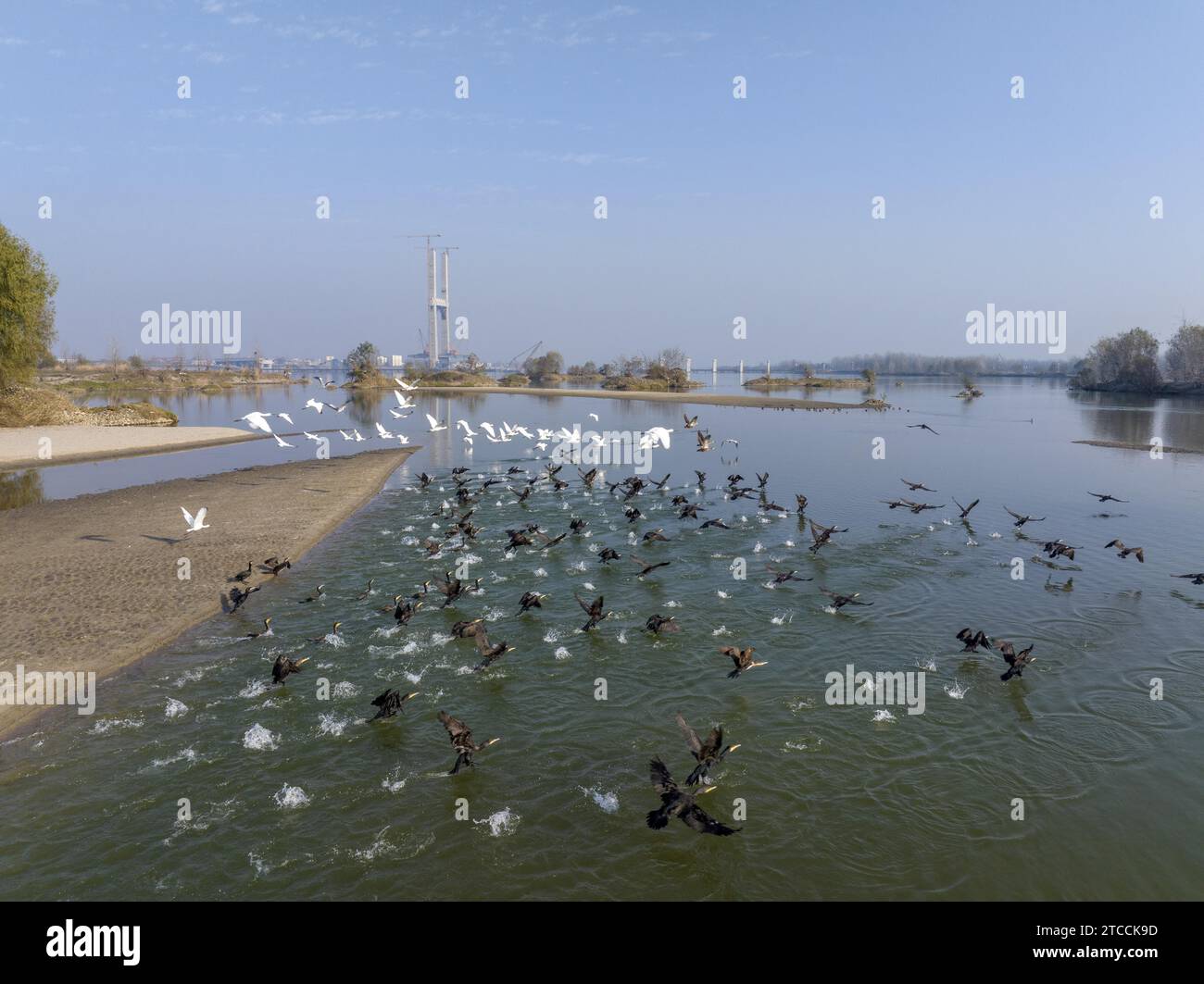 Aerial photo shows migratory birds gathering at the wetland by the Han ...