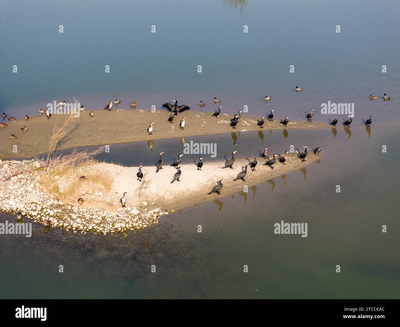 Aerial photo shows migratory birds gathering at the wetland by the Han ...