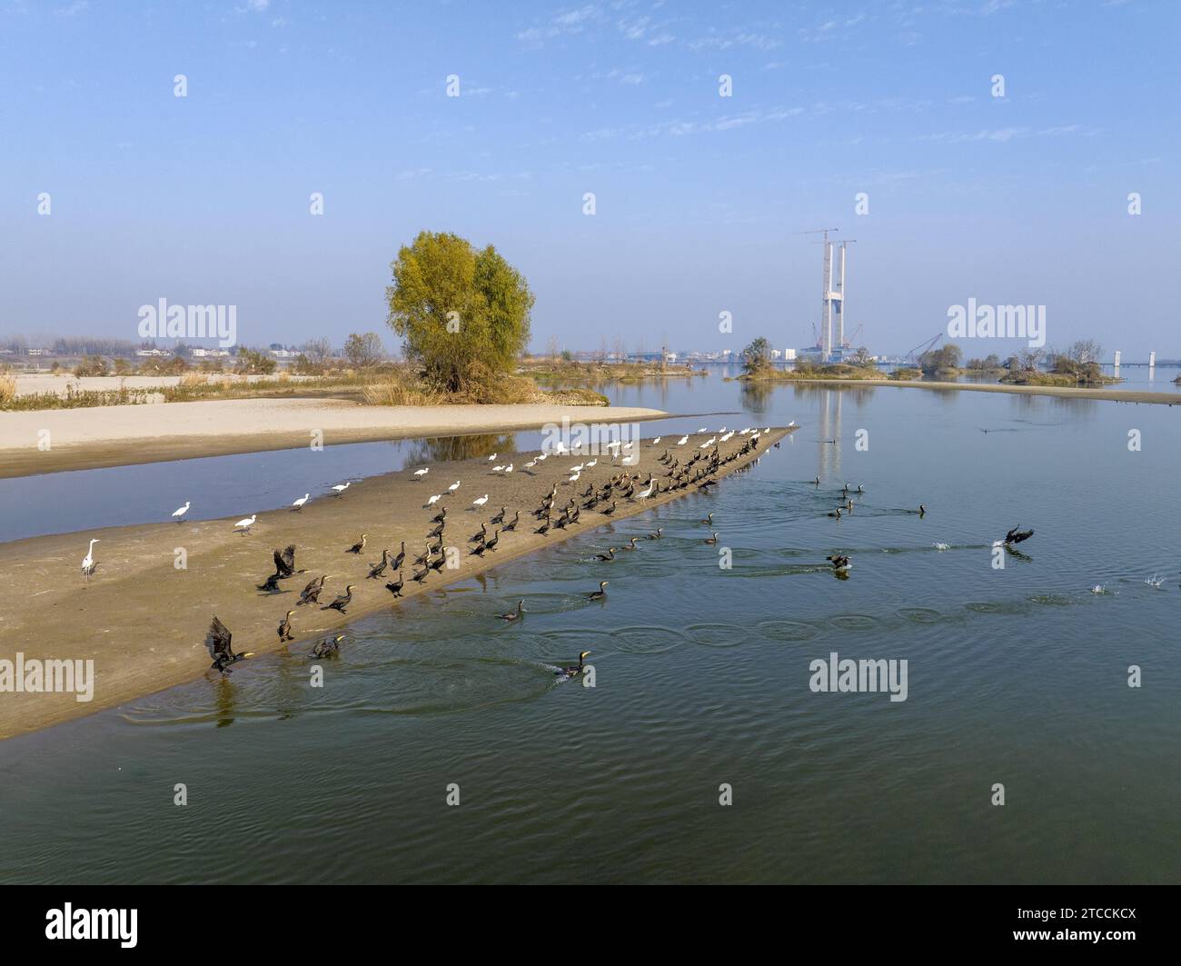 Aerial photo shows migratory birds gathering at the wetland by the Han ...