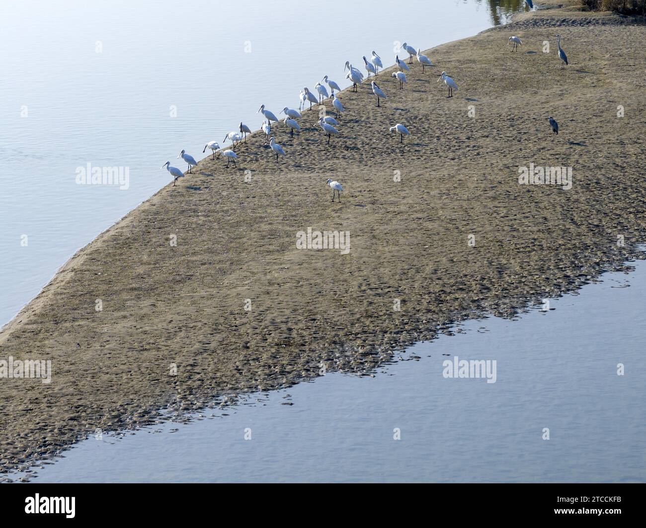 Aerial photo shows migratory birds gathering at the wetland by the Han ...