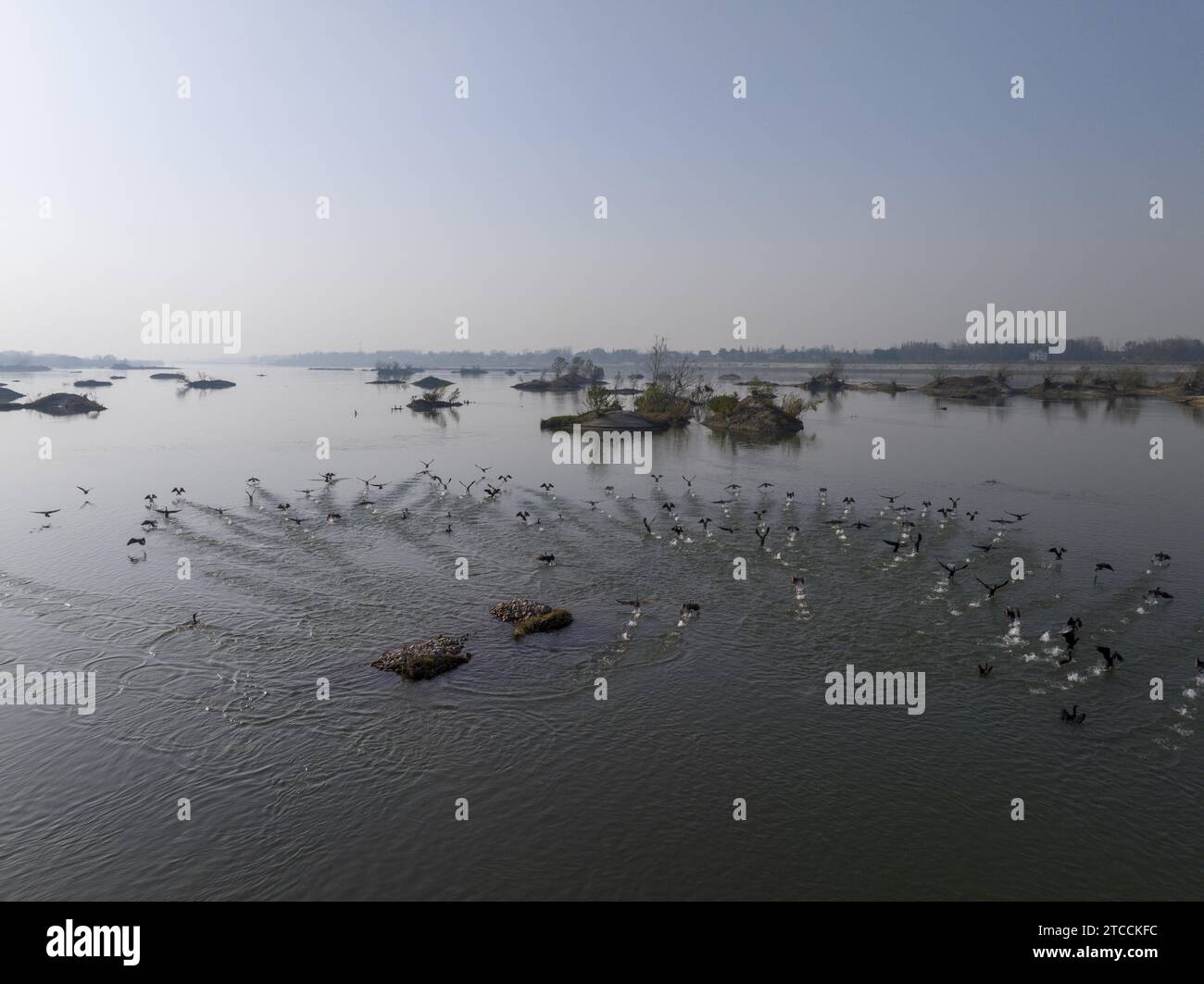 Aerial photo shows migratory birds gathering at the wetland by the Han ...