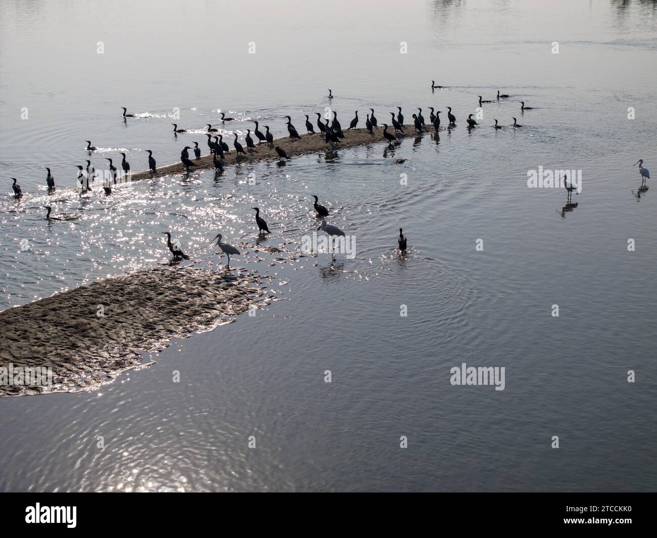 Aerial photo shows migratory birds gathering at the wetland by the Han ...