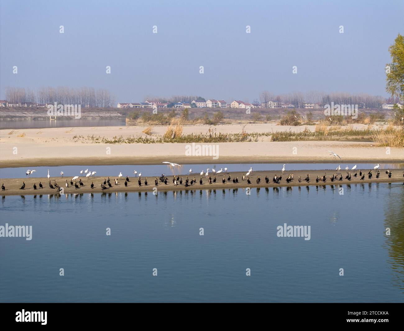 Aerial photo shows migratory birds gathering at the wetland by the Han ...