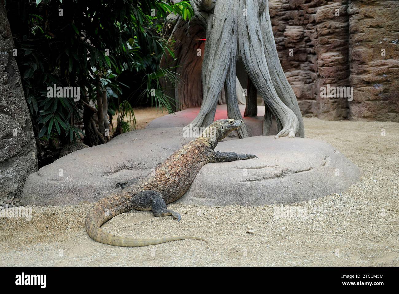 Barcelona. 05/20/2014. Komodo dragons at the Barcelona Zoo. Dragon ...