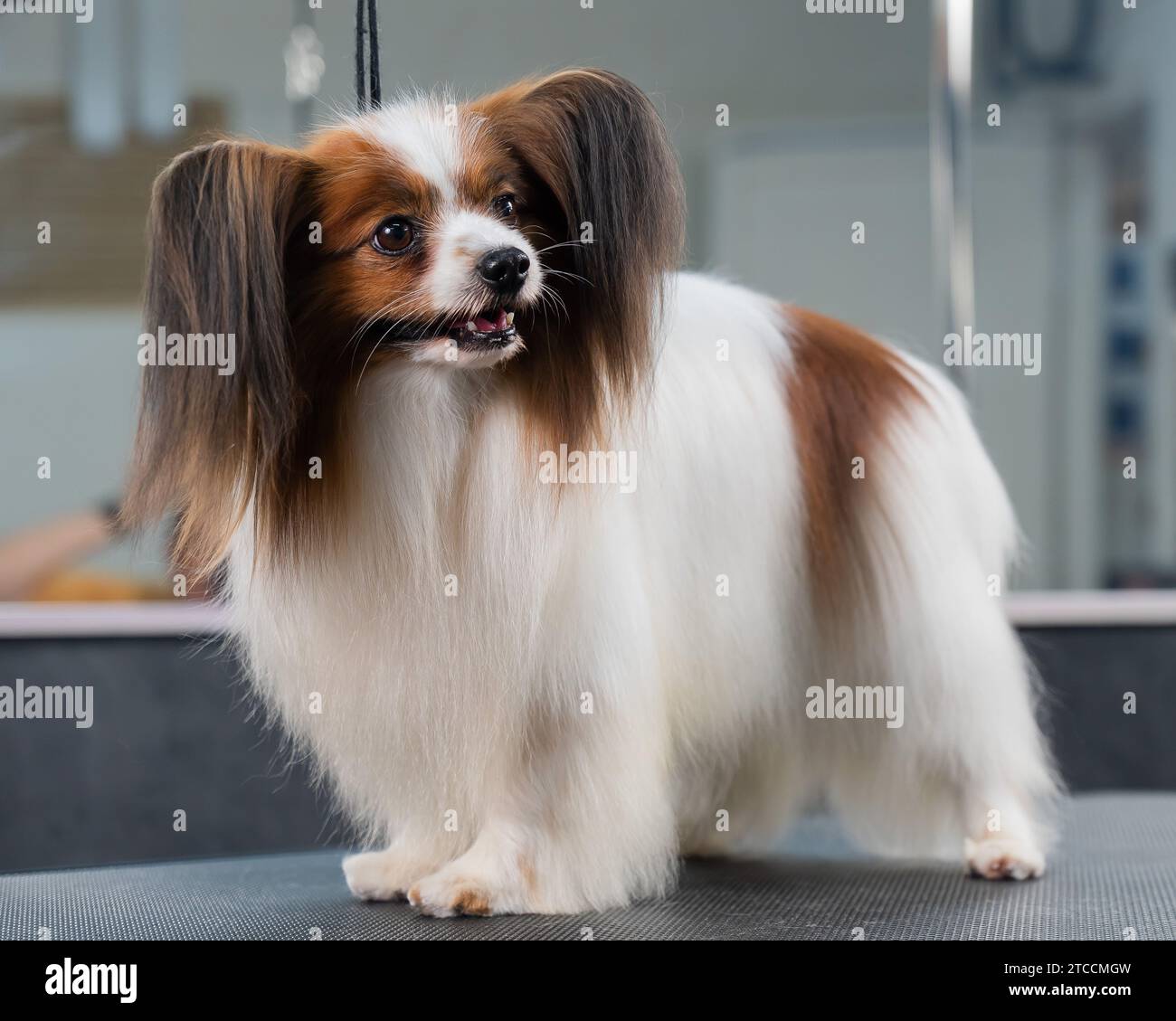 Papillon dog lead hi-res stock photography and images - Alamy