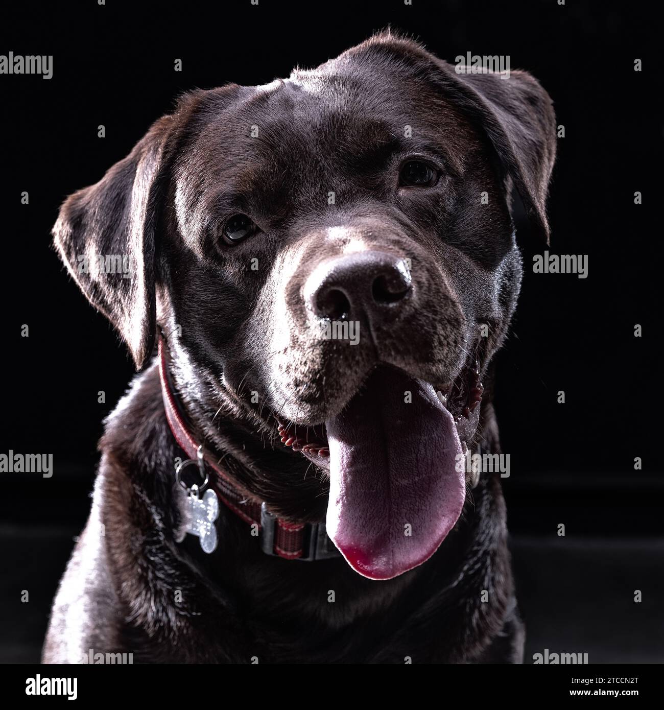 Portrait of brown labrador retriever on a black background ...