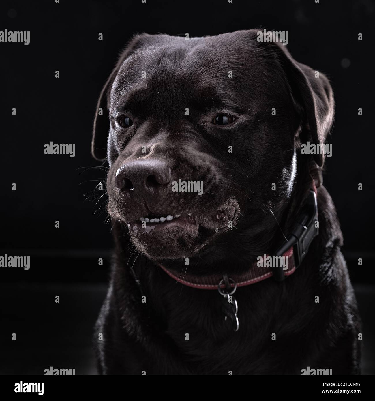 Portrait of brown labrador retriever on a black background ...