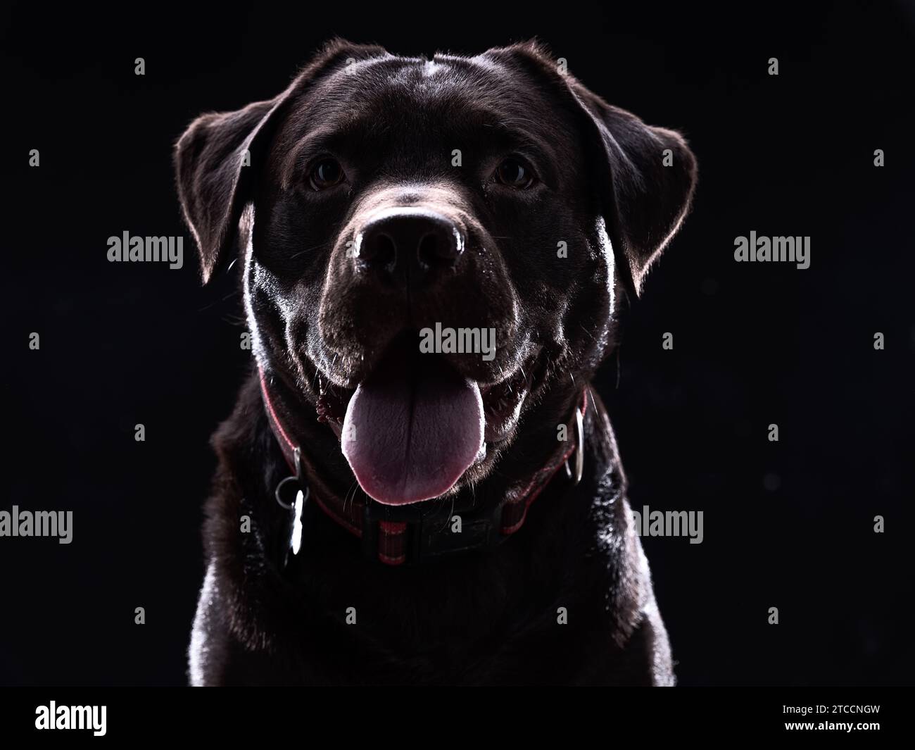 Portrait of brown labrador retriever on a black background ...