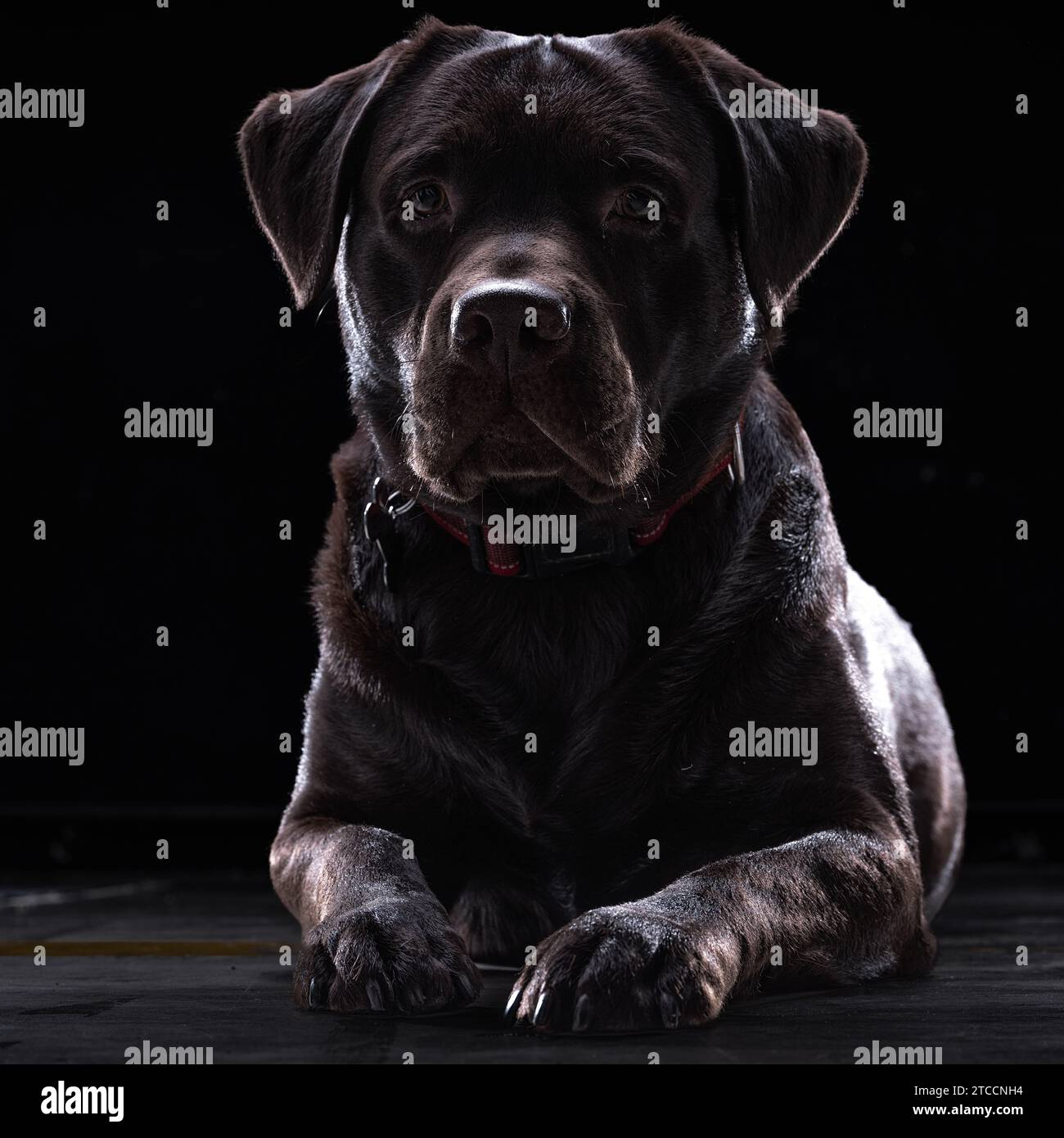 Portrait of brown labrador retriever on a black background ...