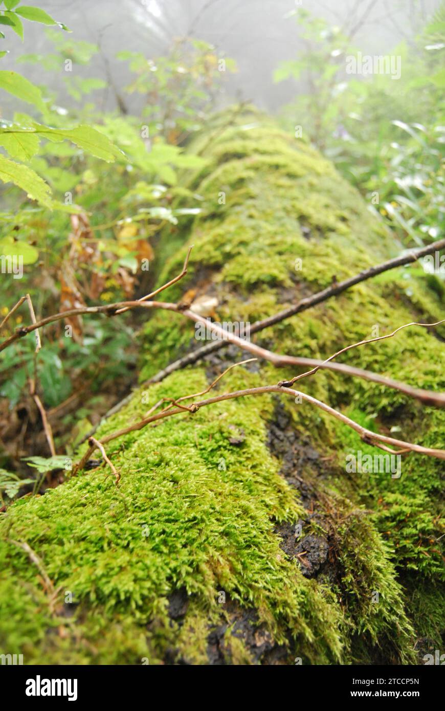 A moss-covered tree with its branches resting on the surface of a log ...