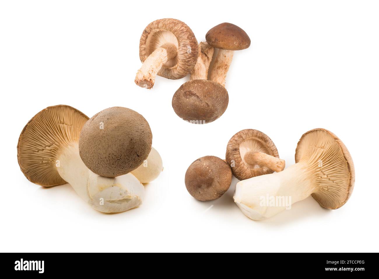 Fresh eringi mushrooms isolated on white background Stock Photo - Alamy
