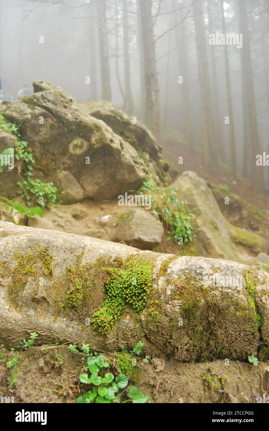 Wispy moss hi-res stock photography and images - Alamy