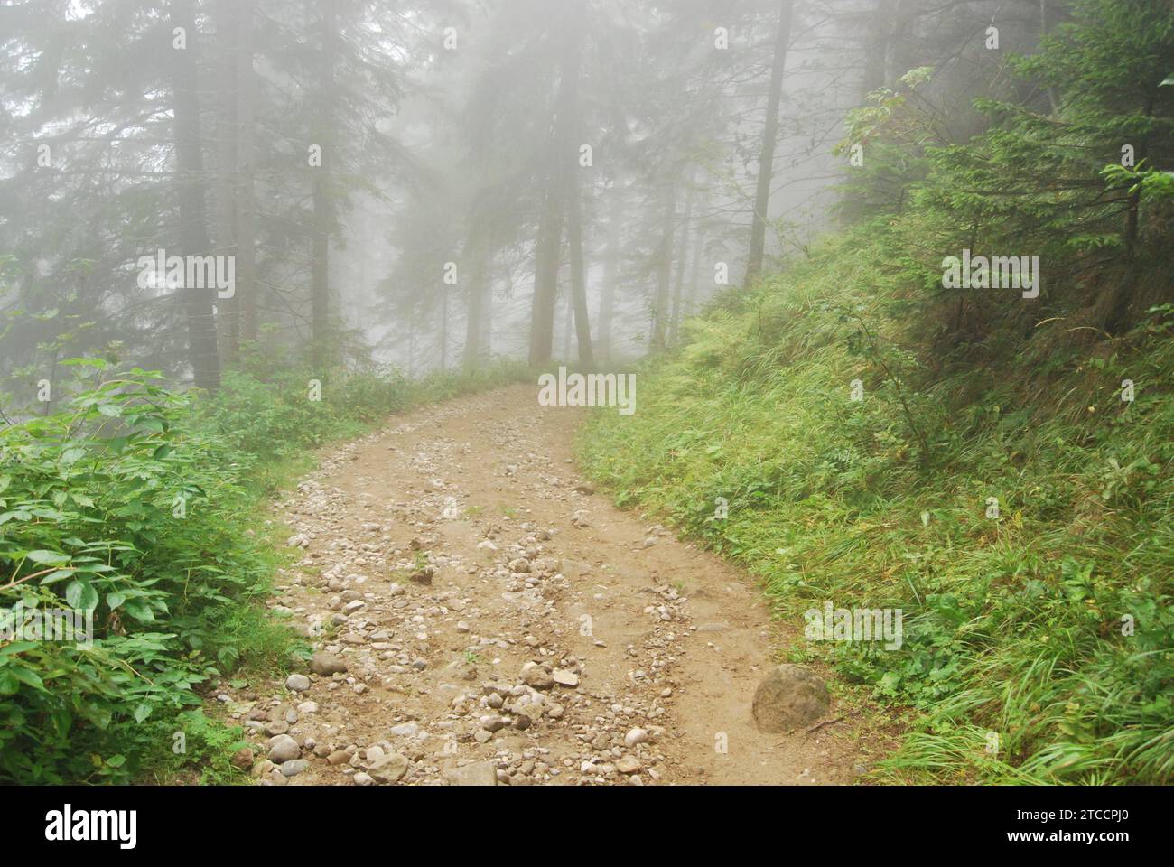 An idyllic scene of a winding path through dense forestry on a foggy ...