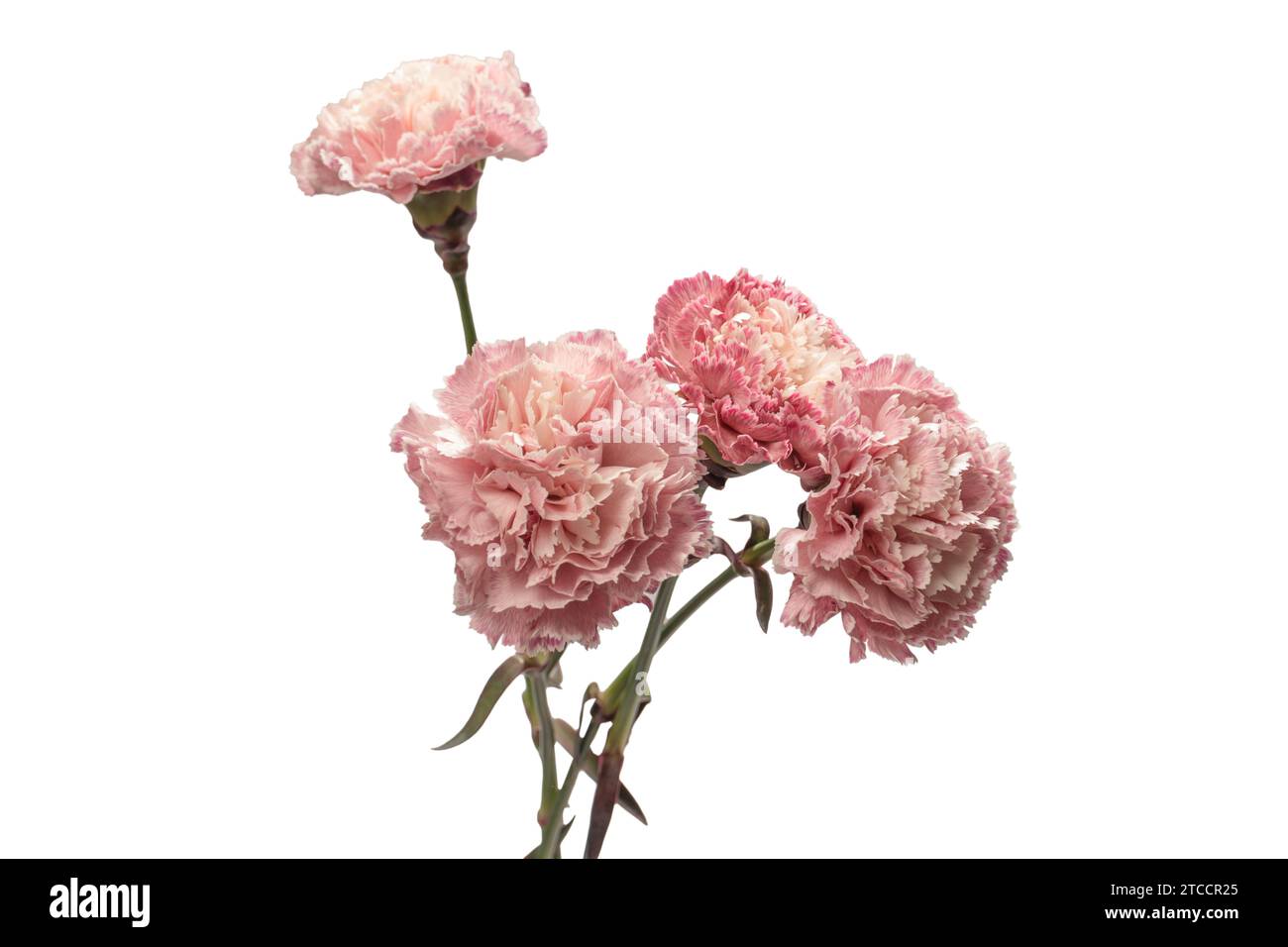 Soft pink carnation petals hi-res stock photography and images - Alamy