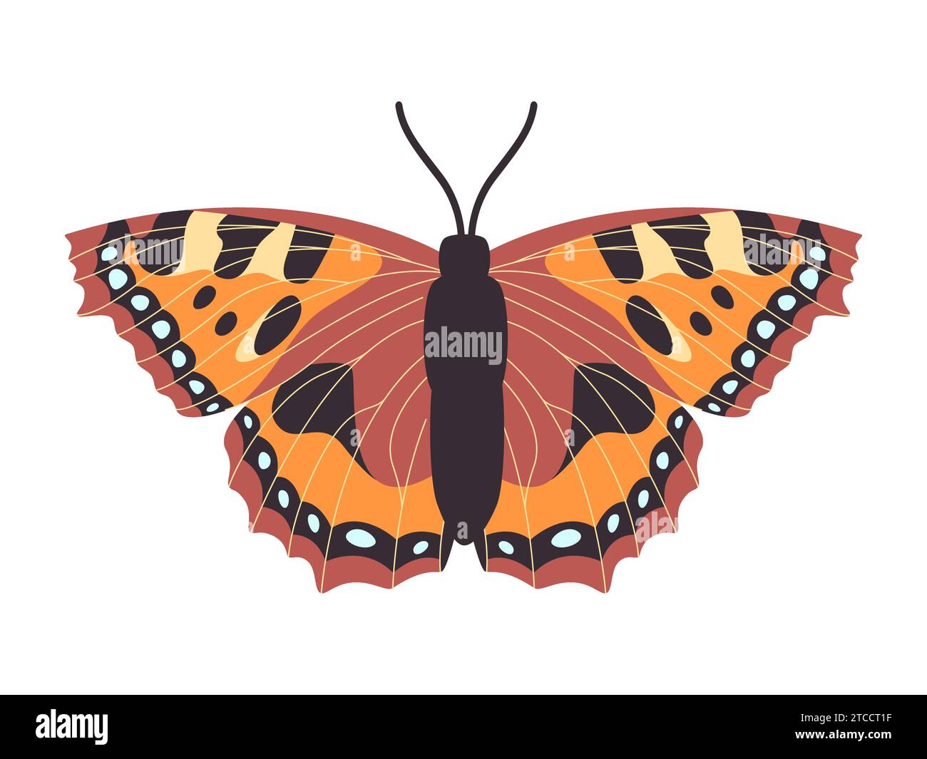 small tortoiseshell colorful butterfly wild nature insect animal have ...