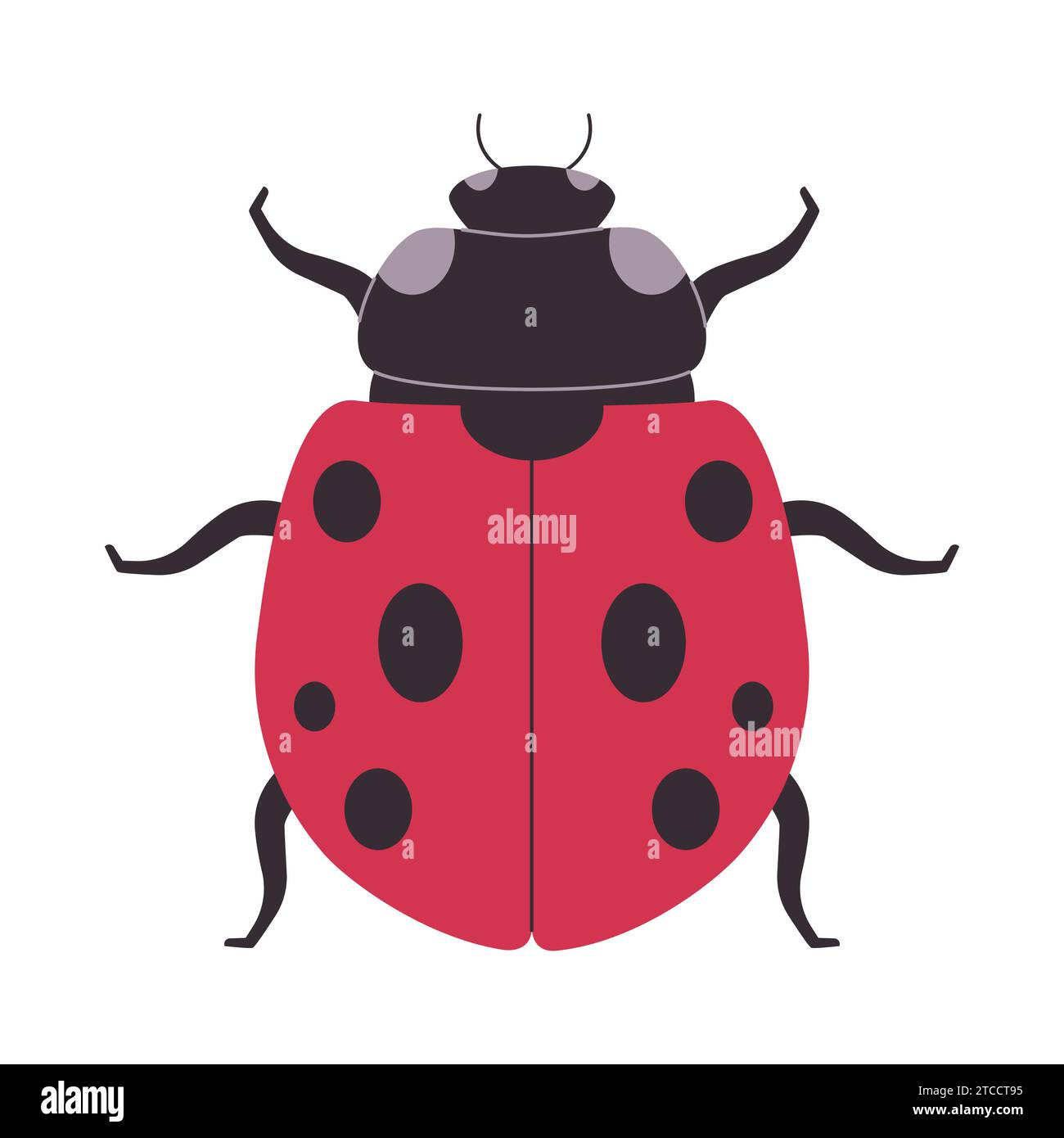 red and black color seven spotted ladybug wild nature small insect ...