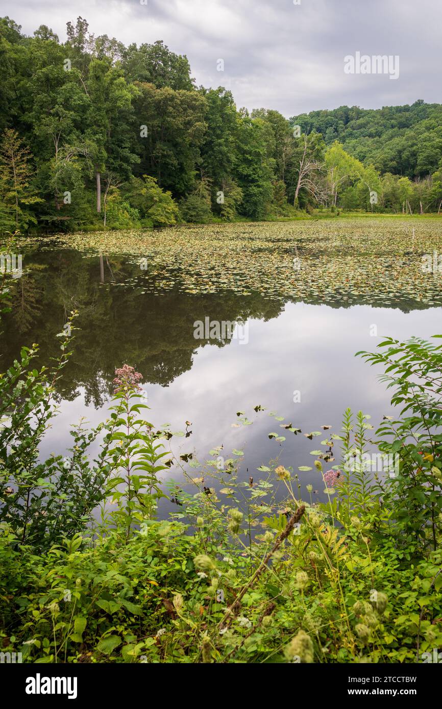 A Swamp Along The Moonville Rail Trail in South Eastern Ohio Stock ...