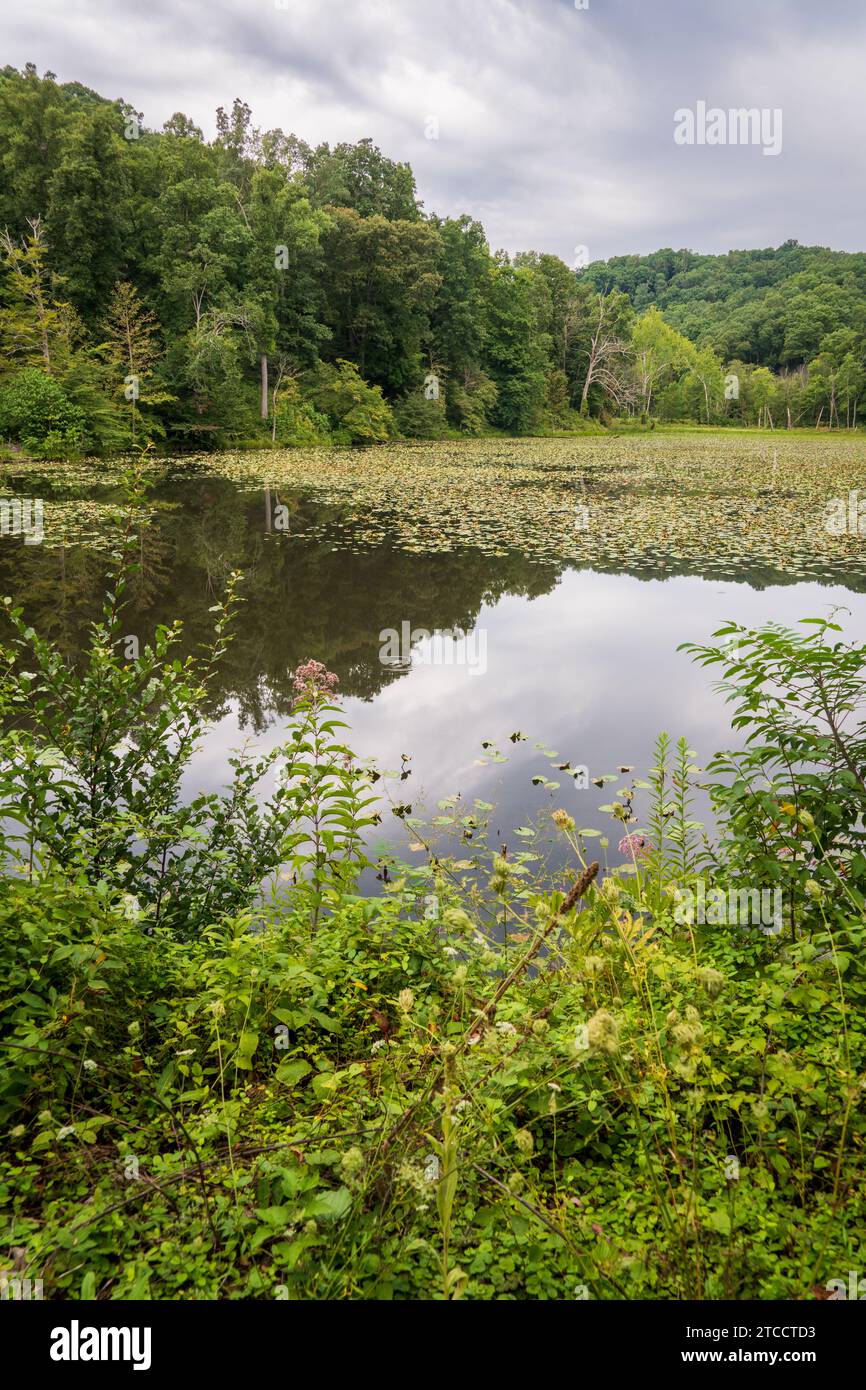 A Swamp Along The Moonville Rail Trail in South Eastern Ohio Stock ...
