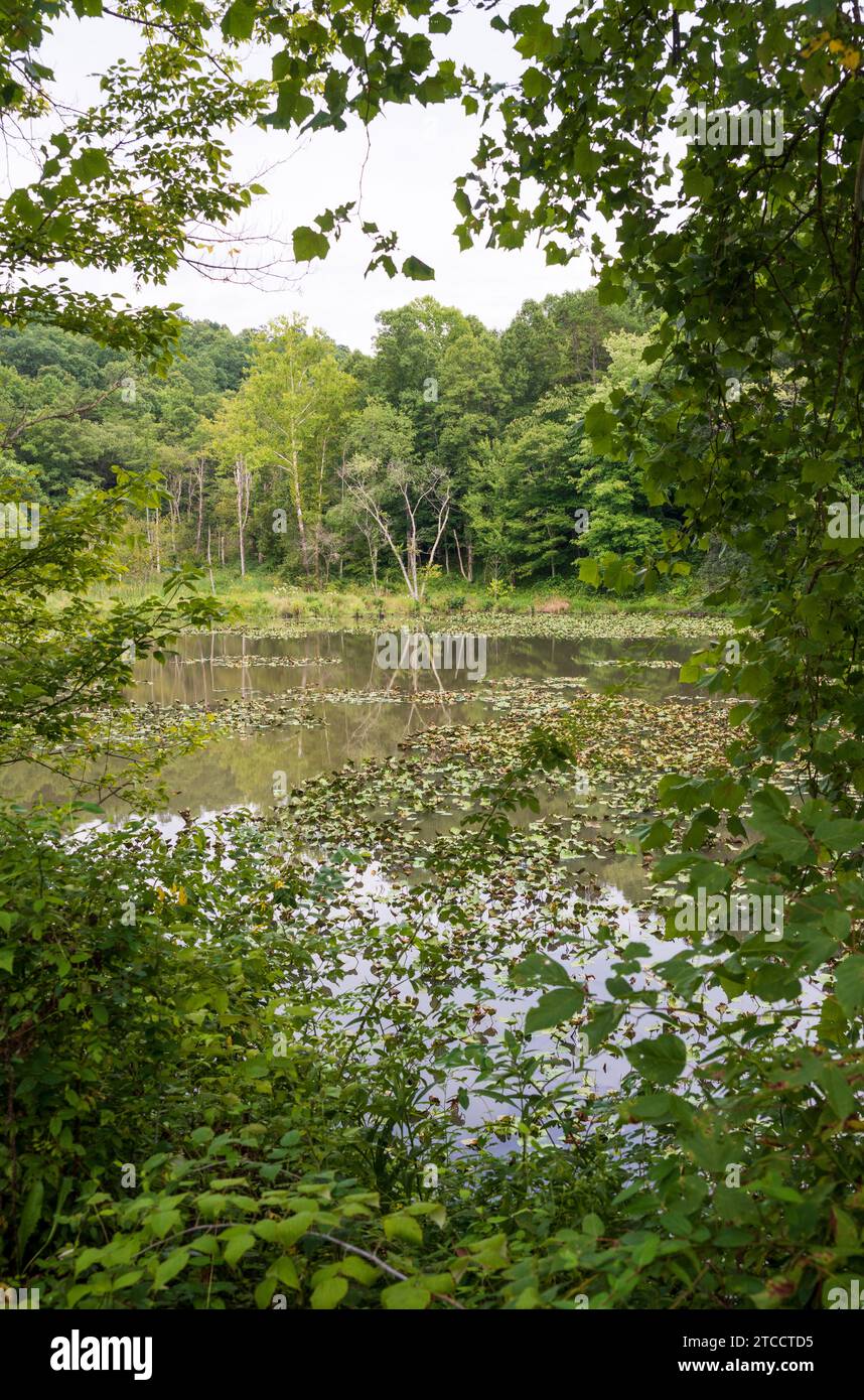 A Swamp Along The Moonville Rail Trail in South Eastern Ohio Stock ...