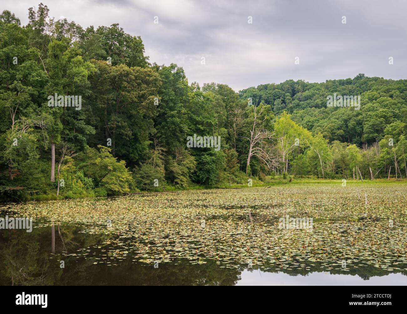 A Swamp Along The Moonville Rail Trail in South Eastern Ohio Stock ...