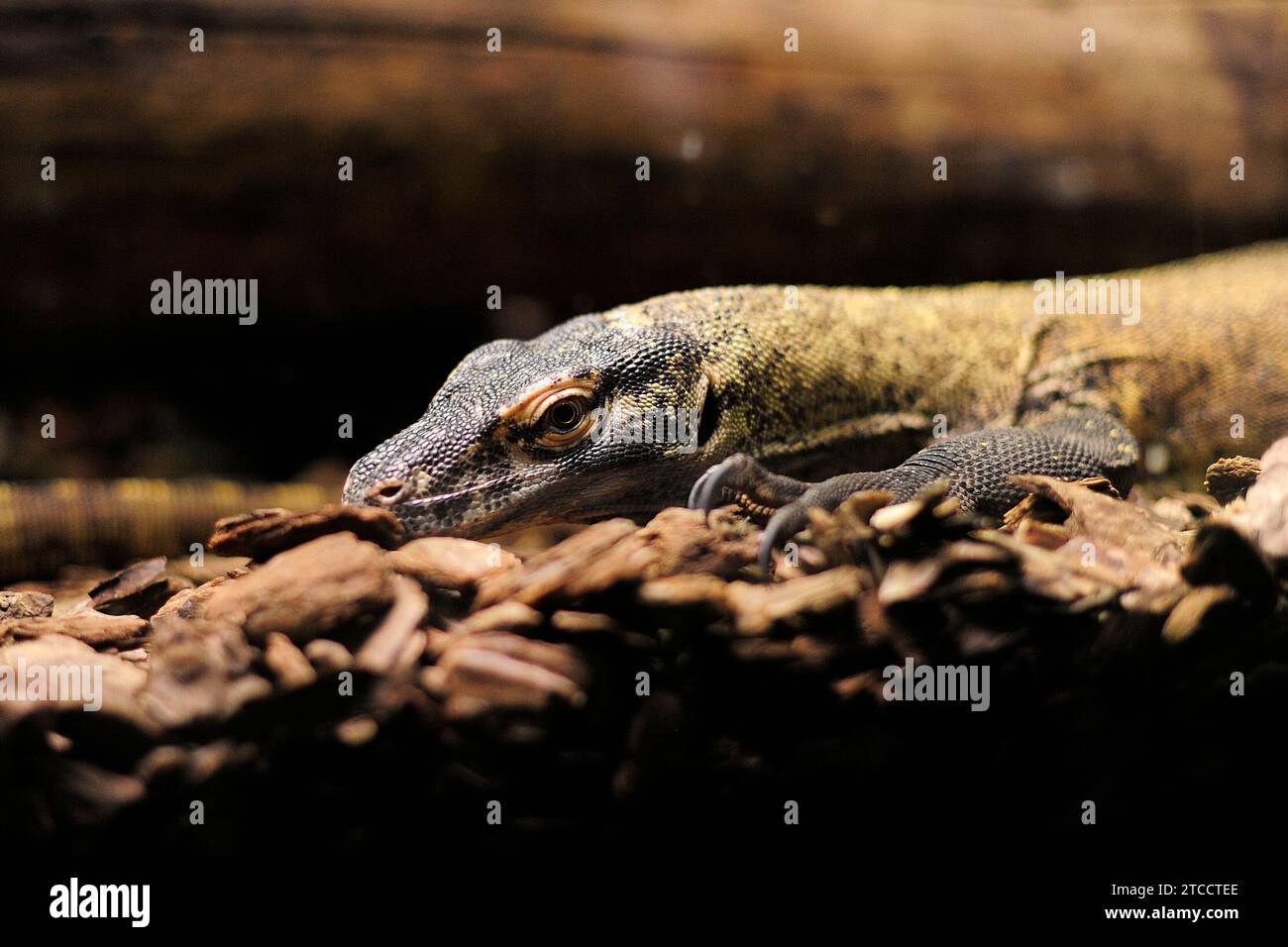 Barcelona. 05/20/2014. Baby Komodo Dragons at the Barcelona Zoo. Dragon ...