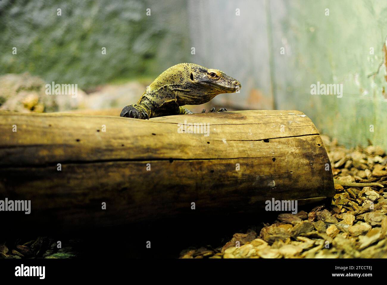 Barcelona. 05/20/2014. Baby Komodo Dragons at the Barcelona Zoo. Dragon ...