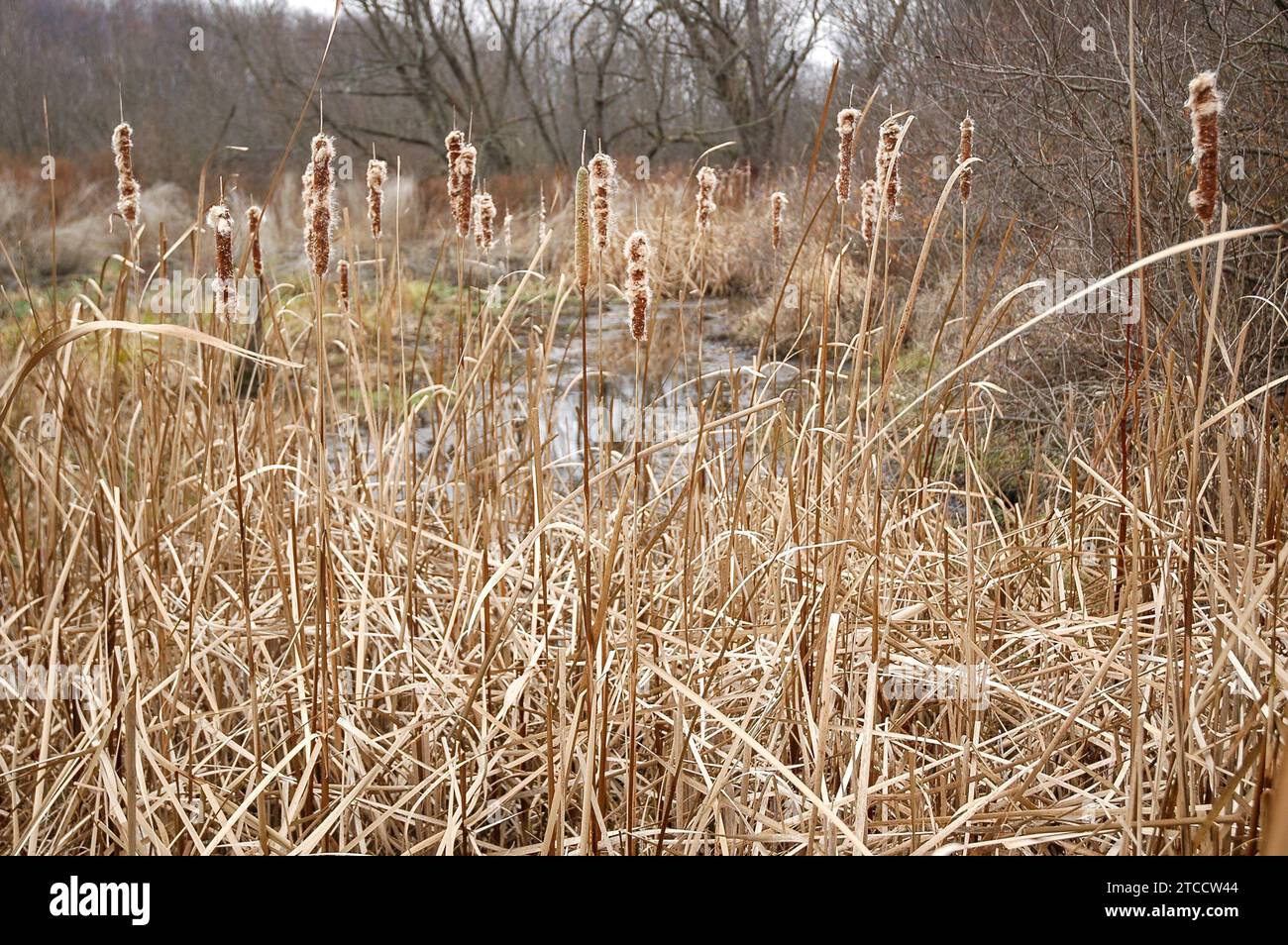 The Jockson Bog State Nature Preserve in Ohio Stock Photo - Alamy