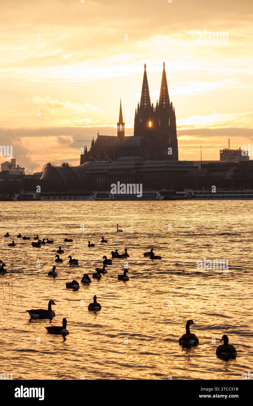 Canada geese on the Rhine, view to the cathedral, sunset, Cologne ...