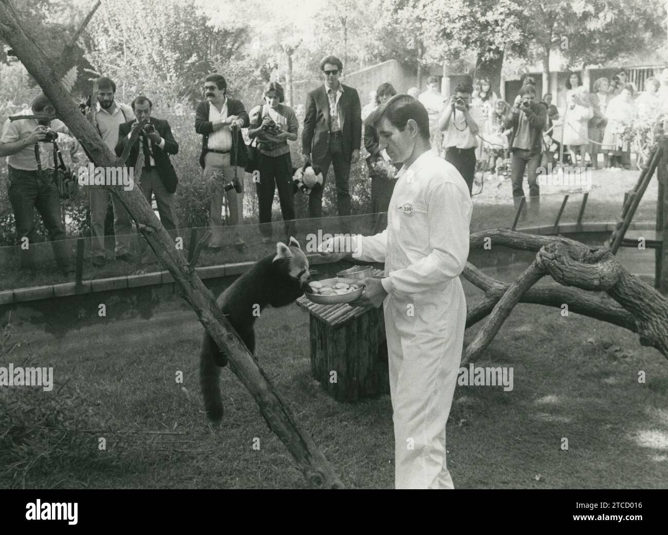Madrid, 10/18/1985. Red Panda baby born in the Madrid zoo, which bears ...
