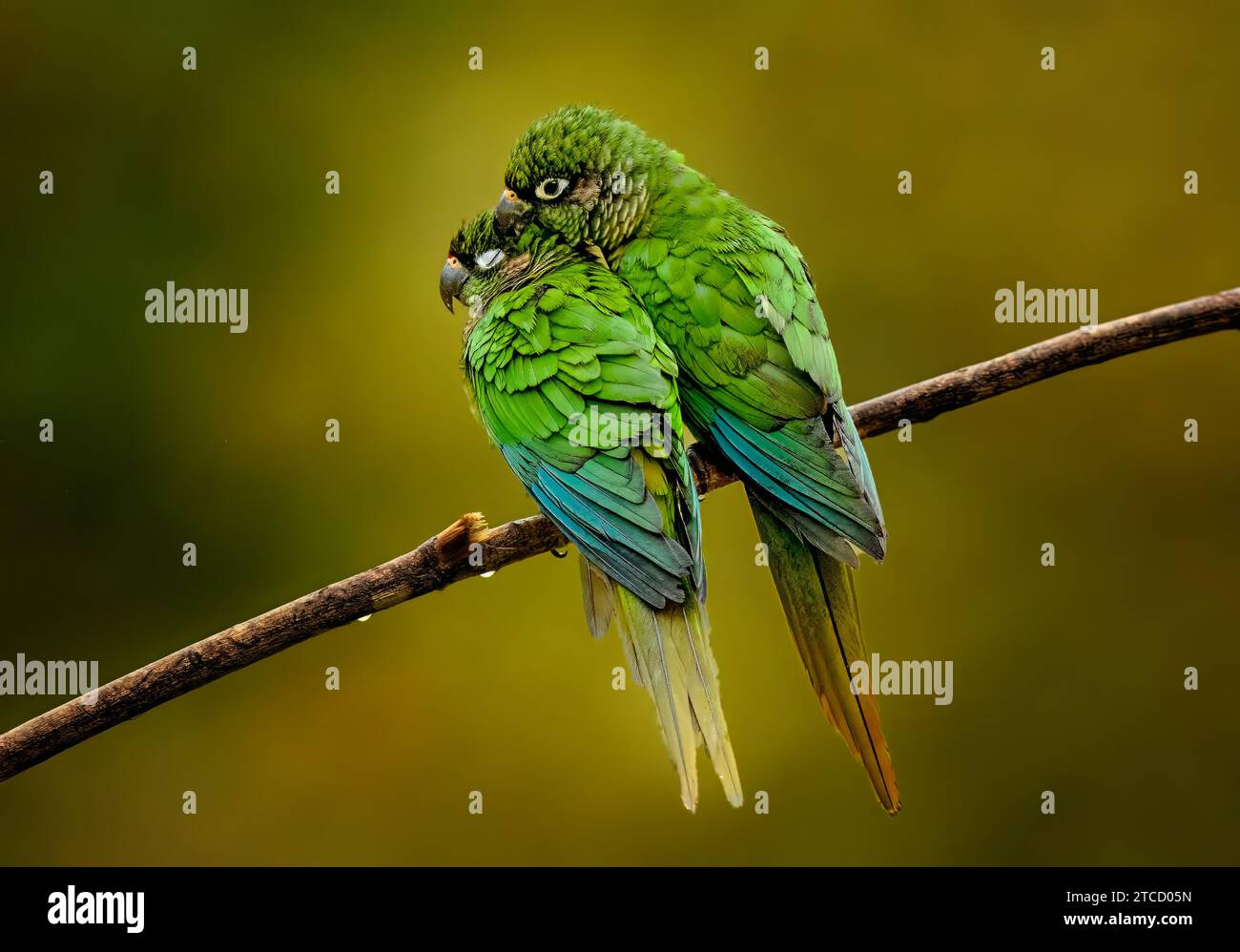 Parrot couple BRAZIL ADORABLE images show beautiful beasts sharing ...