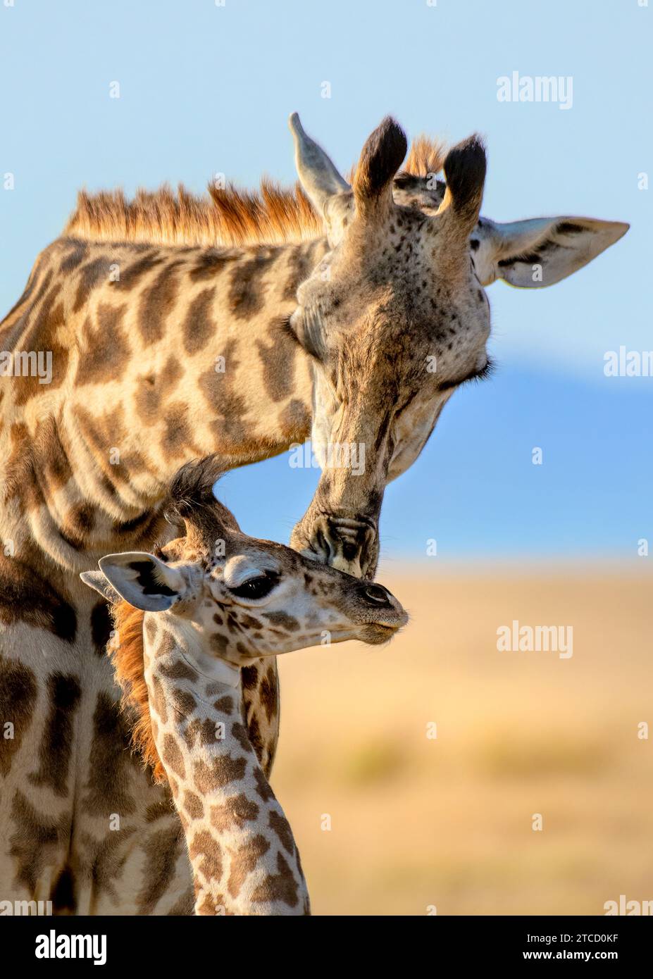 Tender mum KENYA ADORABLE images show beautiful beasts sharing tender ...