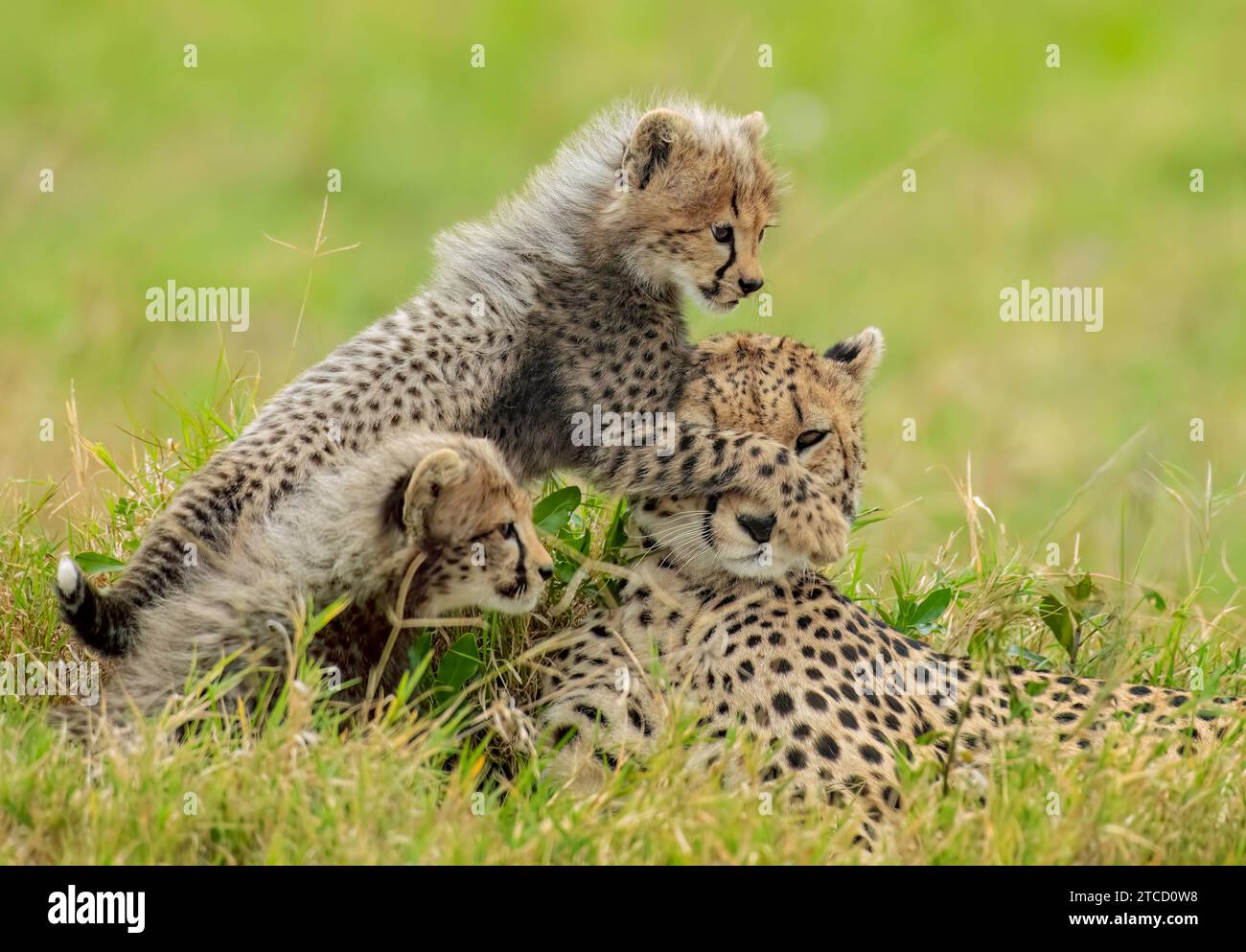Playful cheetah cubs KENYA ADORABLE images show beautiful beasts ...