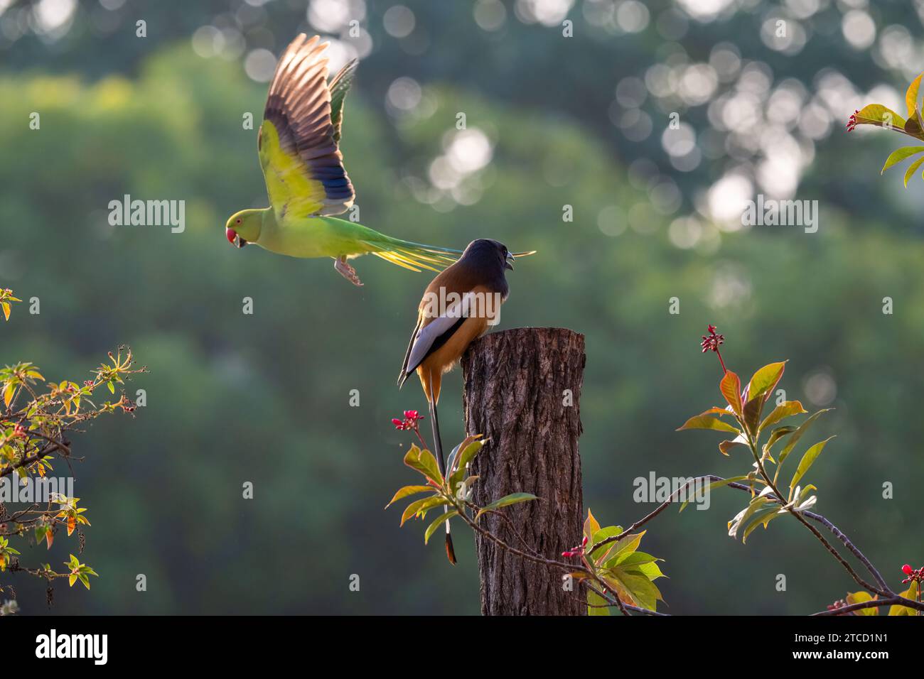 The parrot flies away in defeat CHANDIGARH, INDIA COMEDIC images show a ...