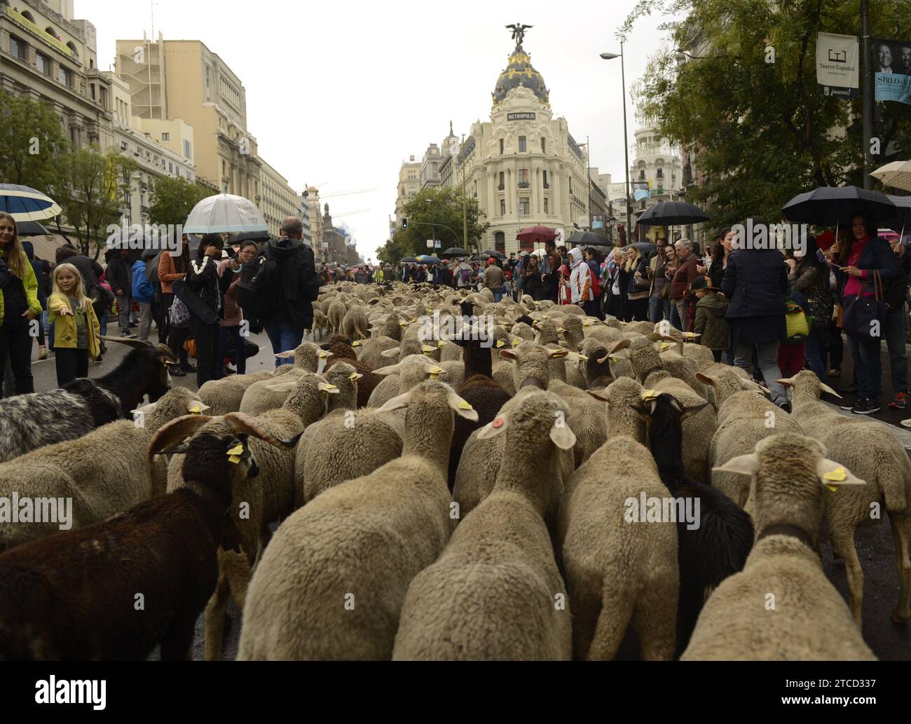 Madrid 10/22/2016 Transhumance Festival In the image the sheep passing ...