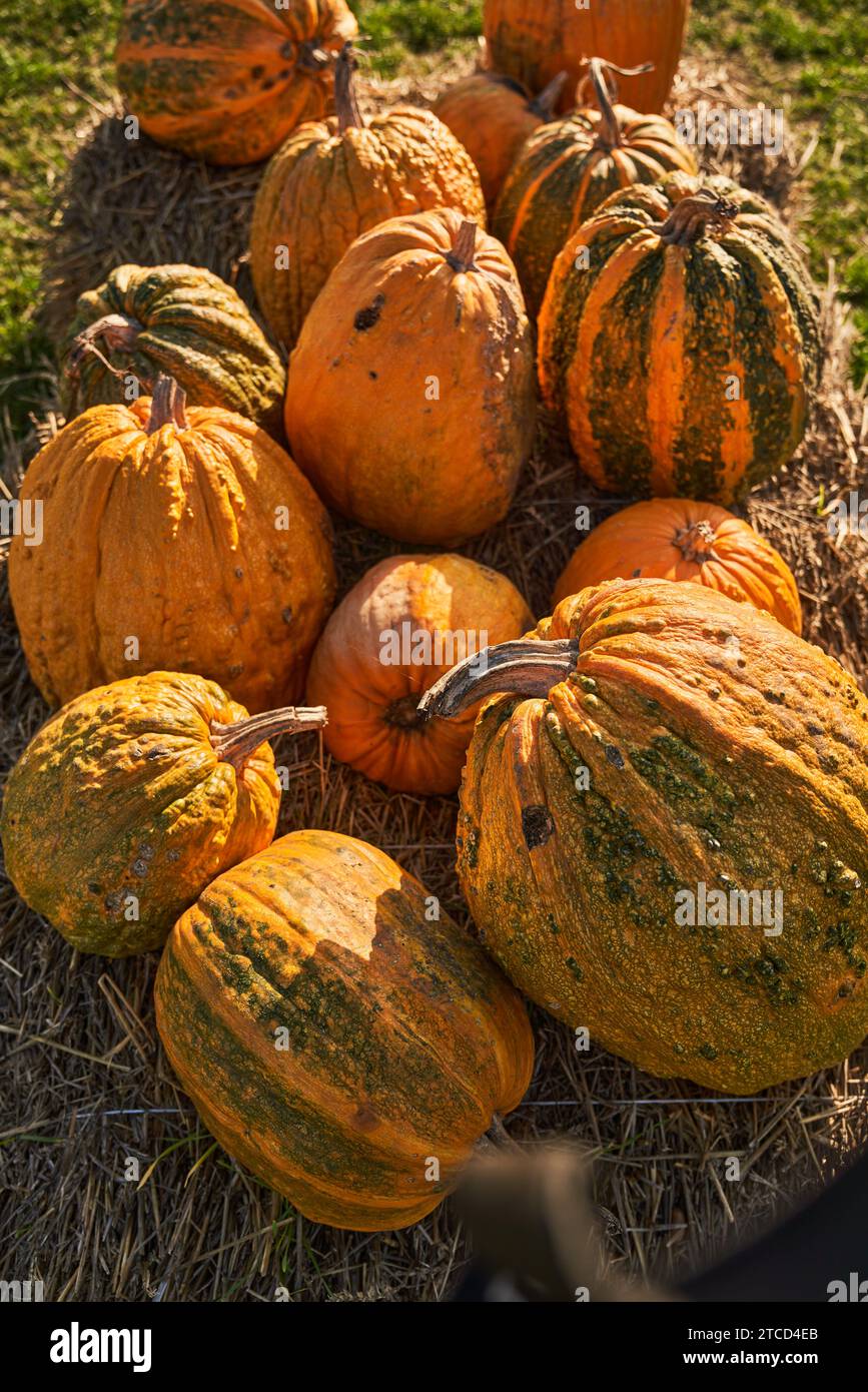 Various of green and yellow pumpkins are stacked on top of each other ...