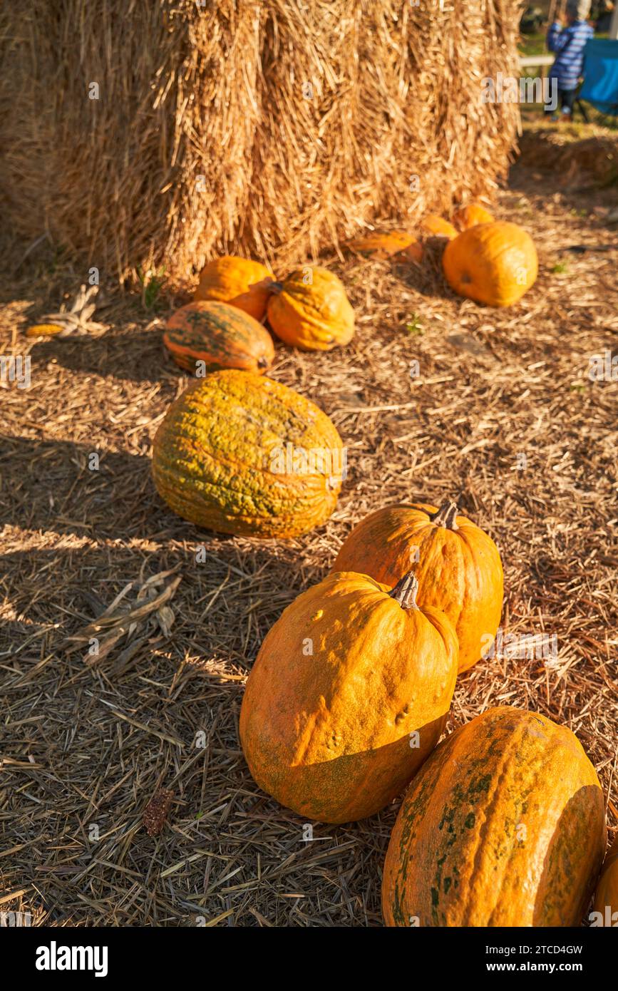 Rows of huge, tasty pumpkins on hay bales on farm. View from above of ...