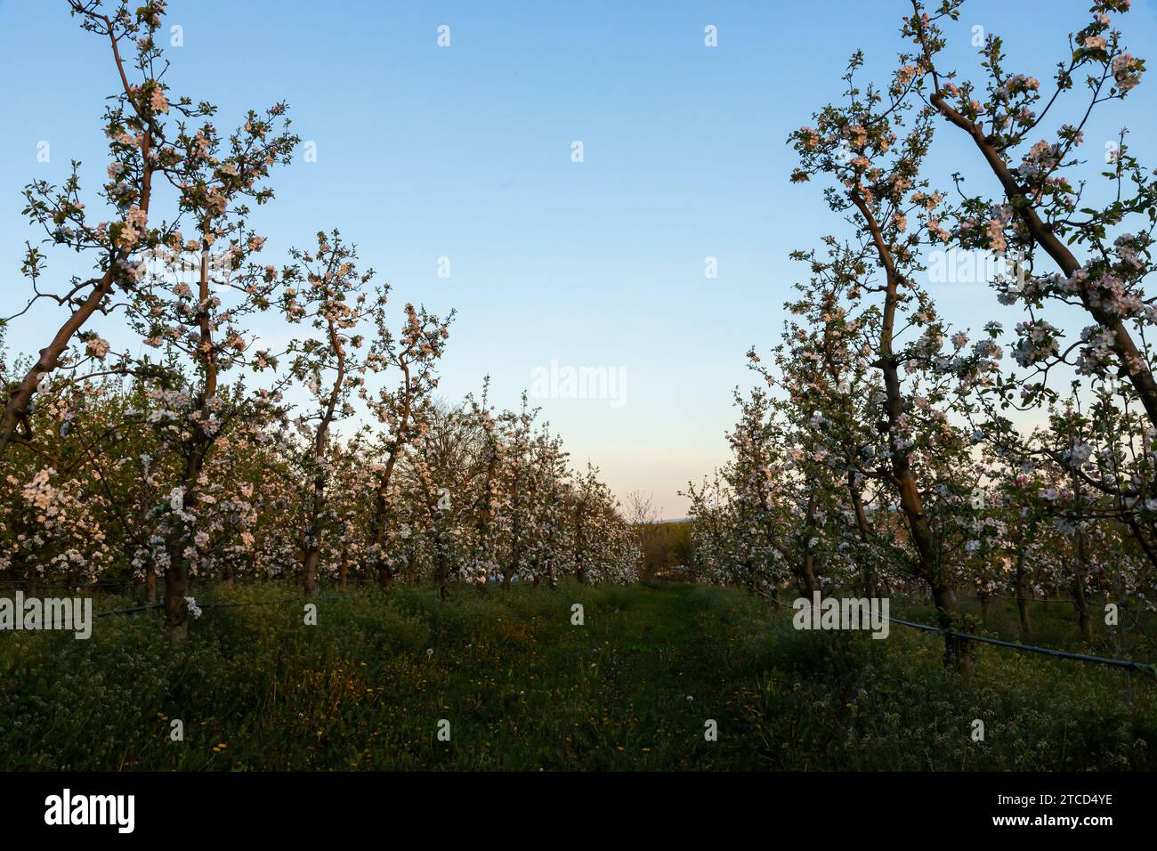 apple trees in the spring in the orchard, young apple trees on a ...