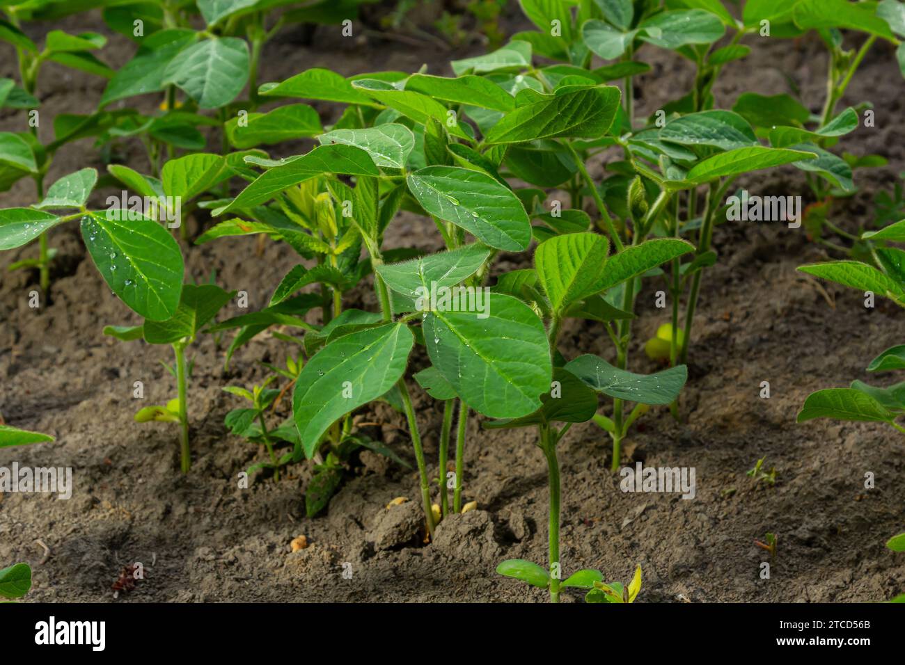 Soybean crop seedling field hi-res stock photography and images - Alamy