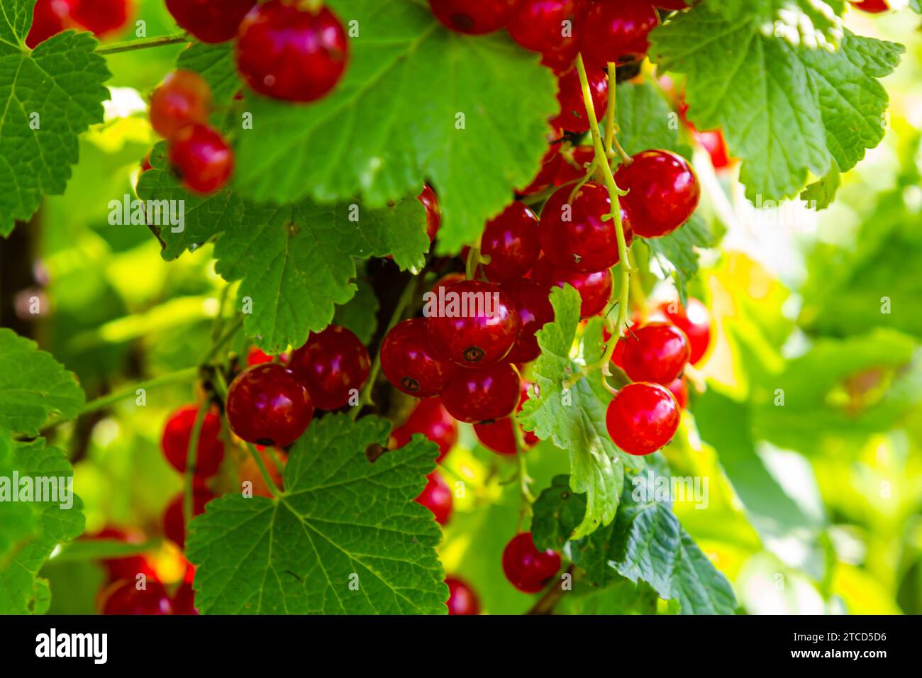 Red currant berries grow in sunny garden. Red currants plantation in ...