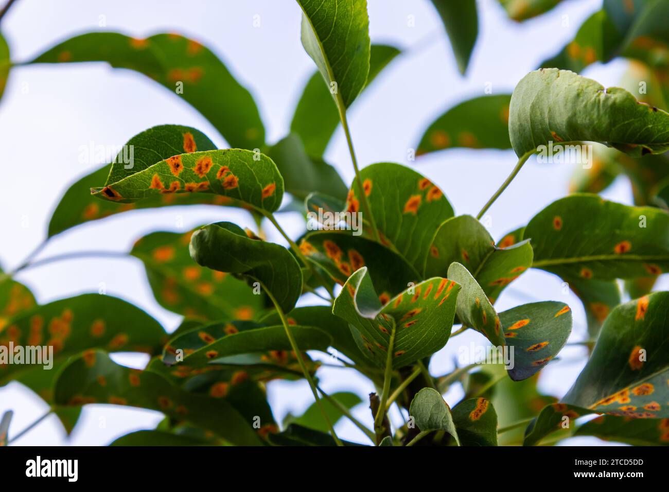 Pear leaves with pear rust infestation Stock Photo - Alamy