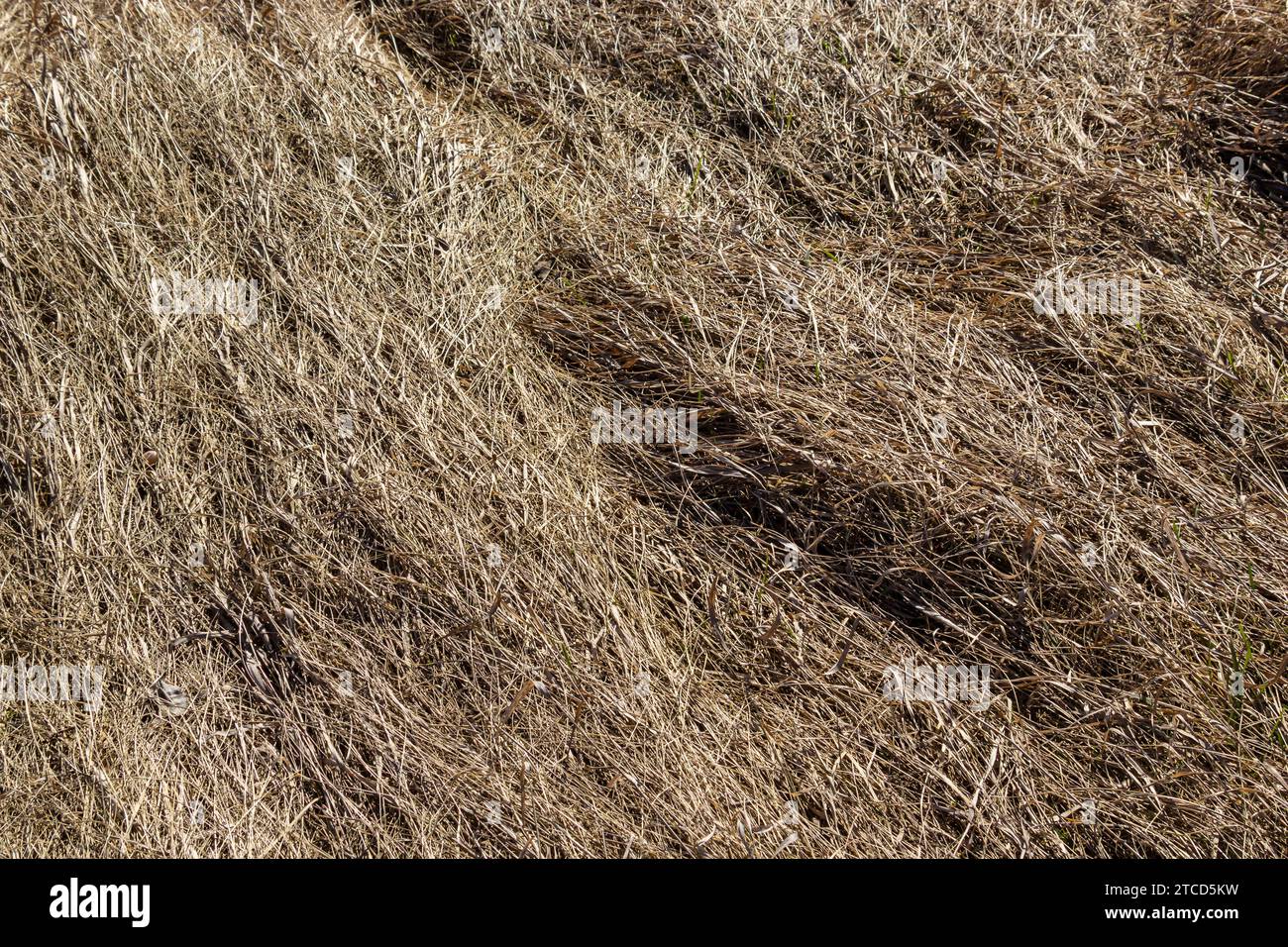 Dead grass texture hi-res stock photography and images - Alamy