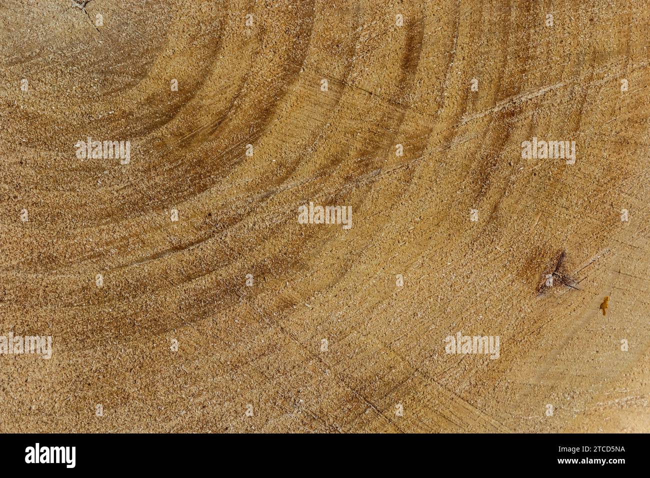 Wooden tree trunk art hi-res stock photography and images - Alamy