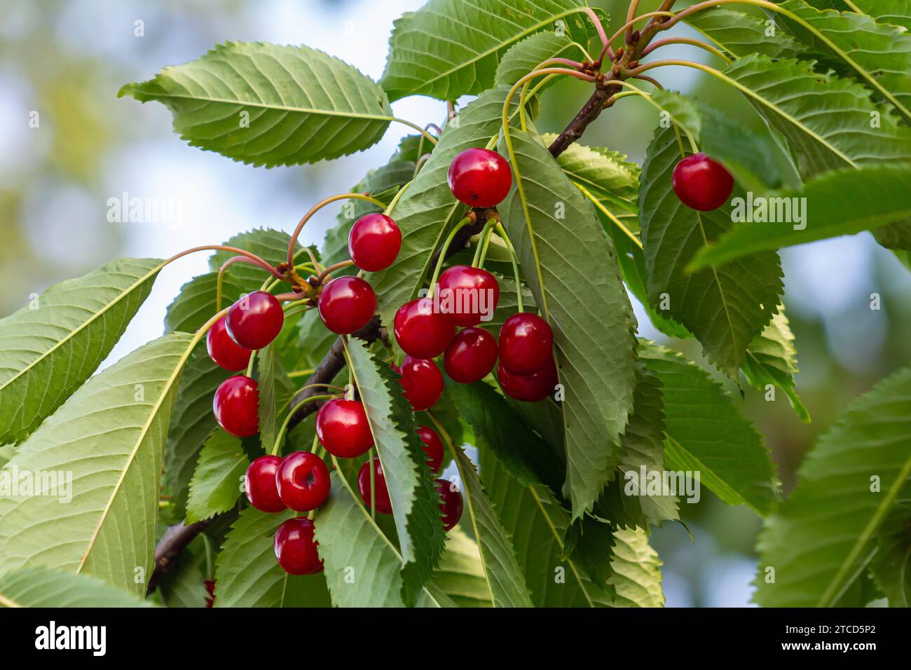 Red sour cherry tree branch hi-res stock photography and images - Alamy