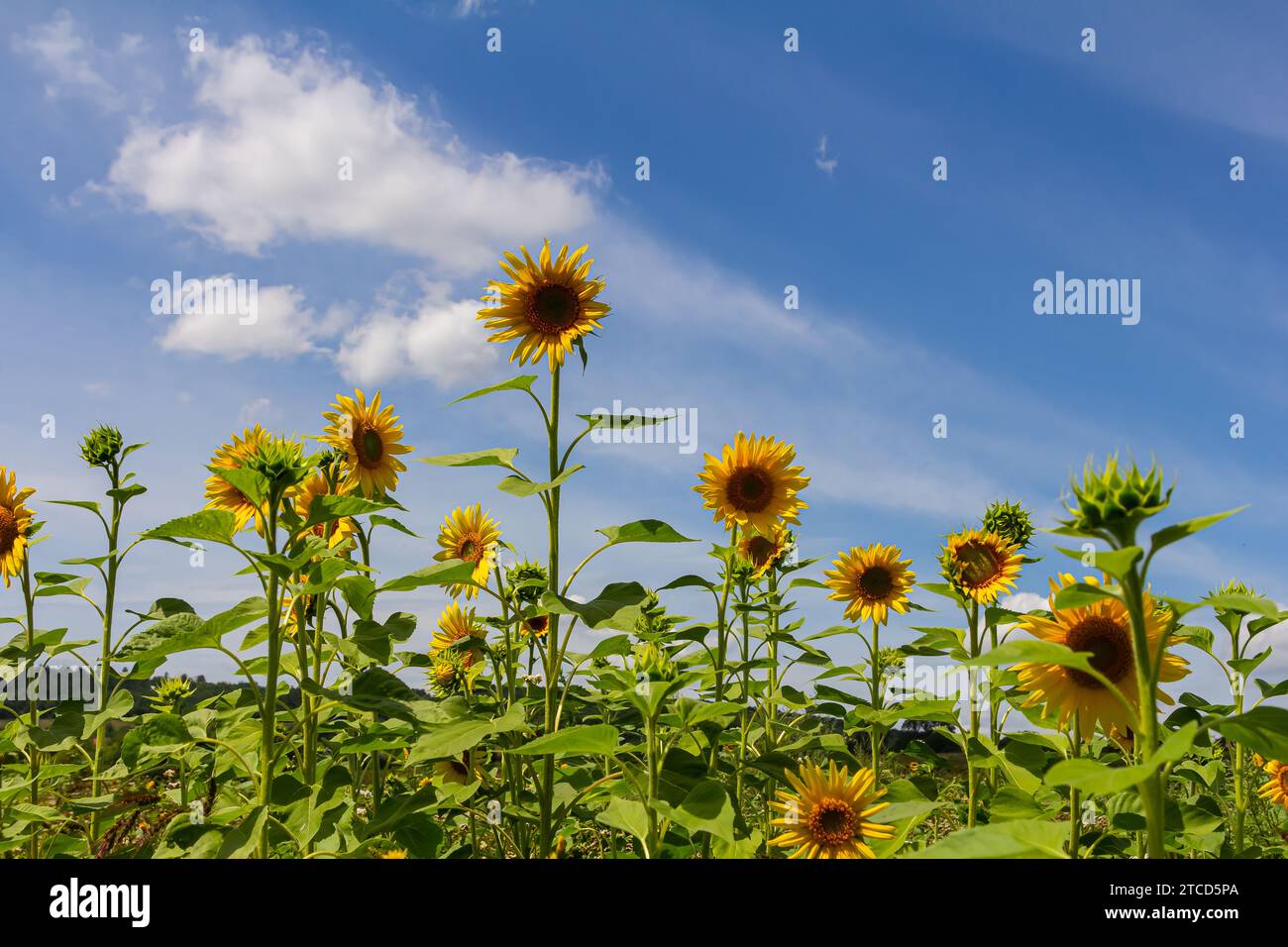 Spring landscape blooming sunflower hi-res stock photography and images ...