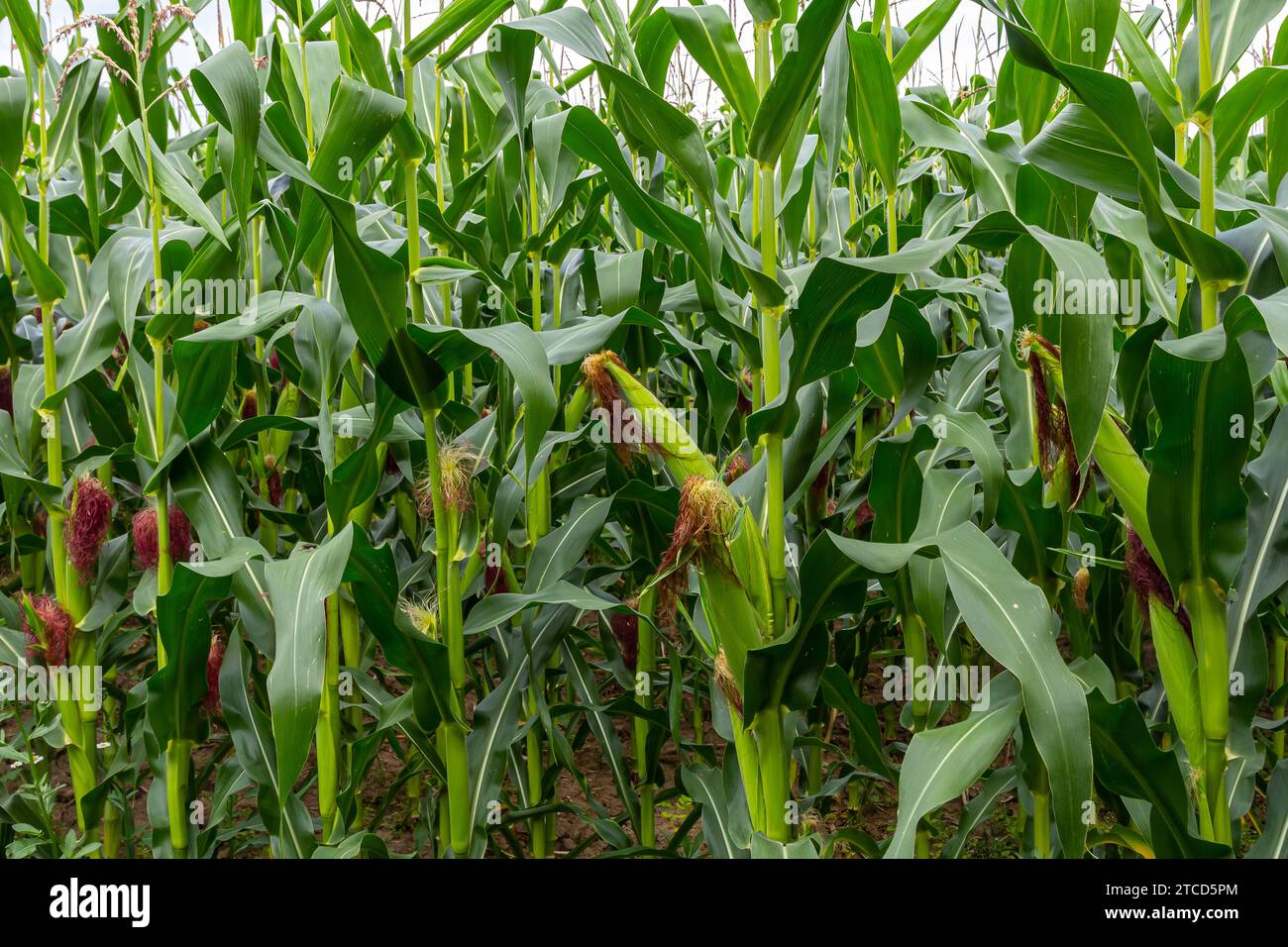 Agricultural landscape corn field on hi-res stock photography and ...